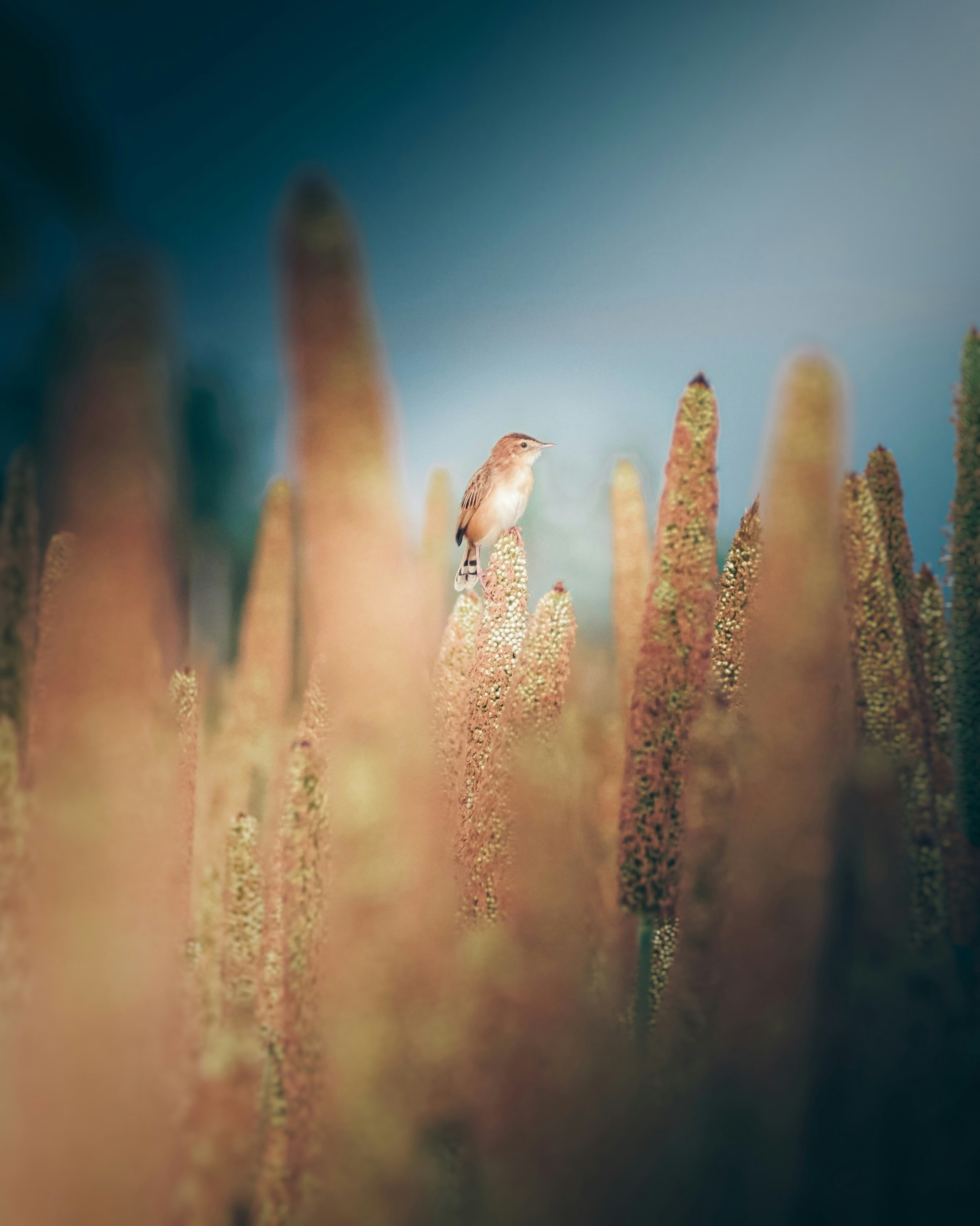 Sparrow on Golden Seed Stalks in a Velvet Field