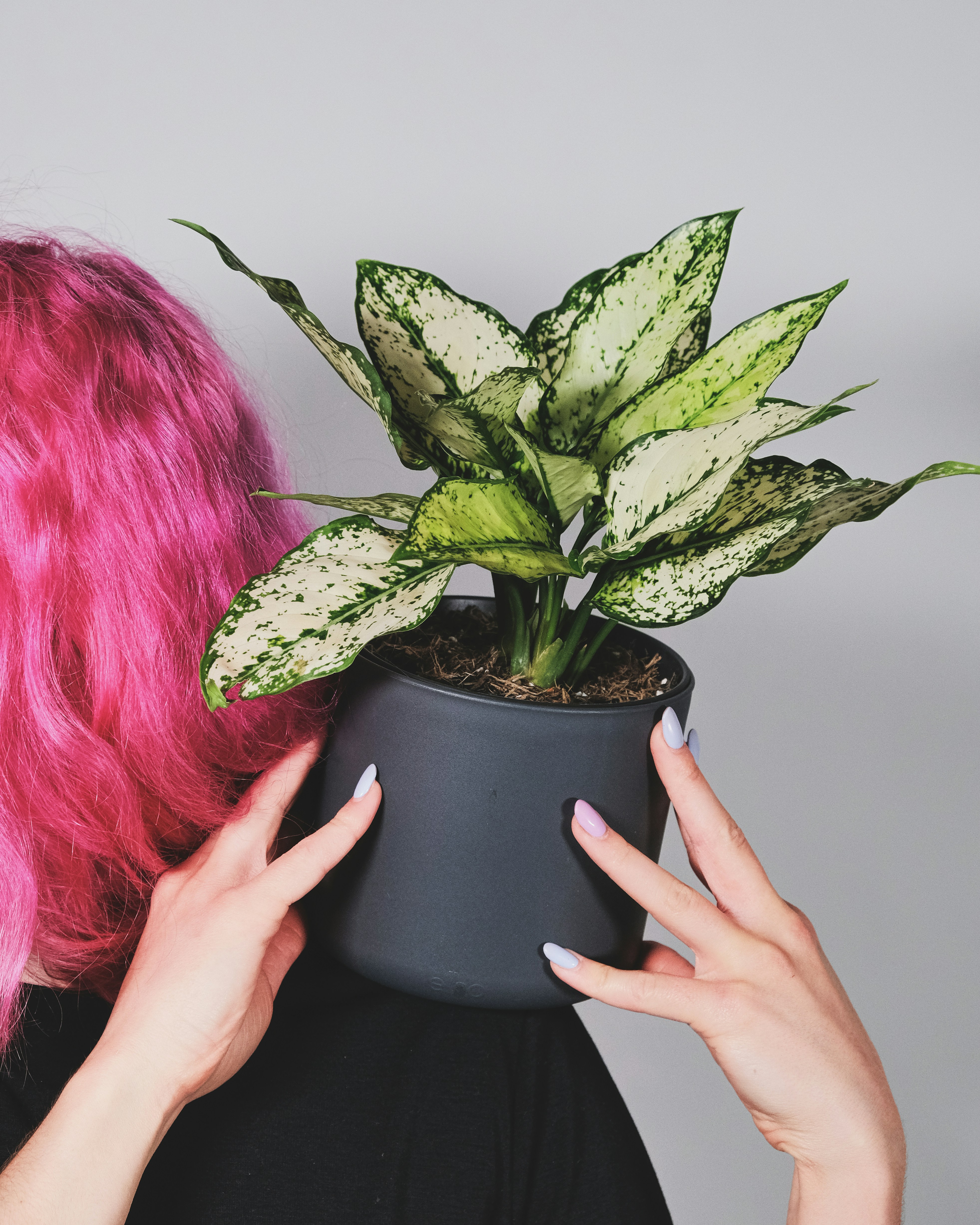 Potted Plant Hide and Seek: A Splash of Pink Hair and Green Foliage