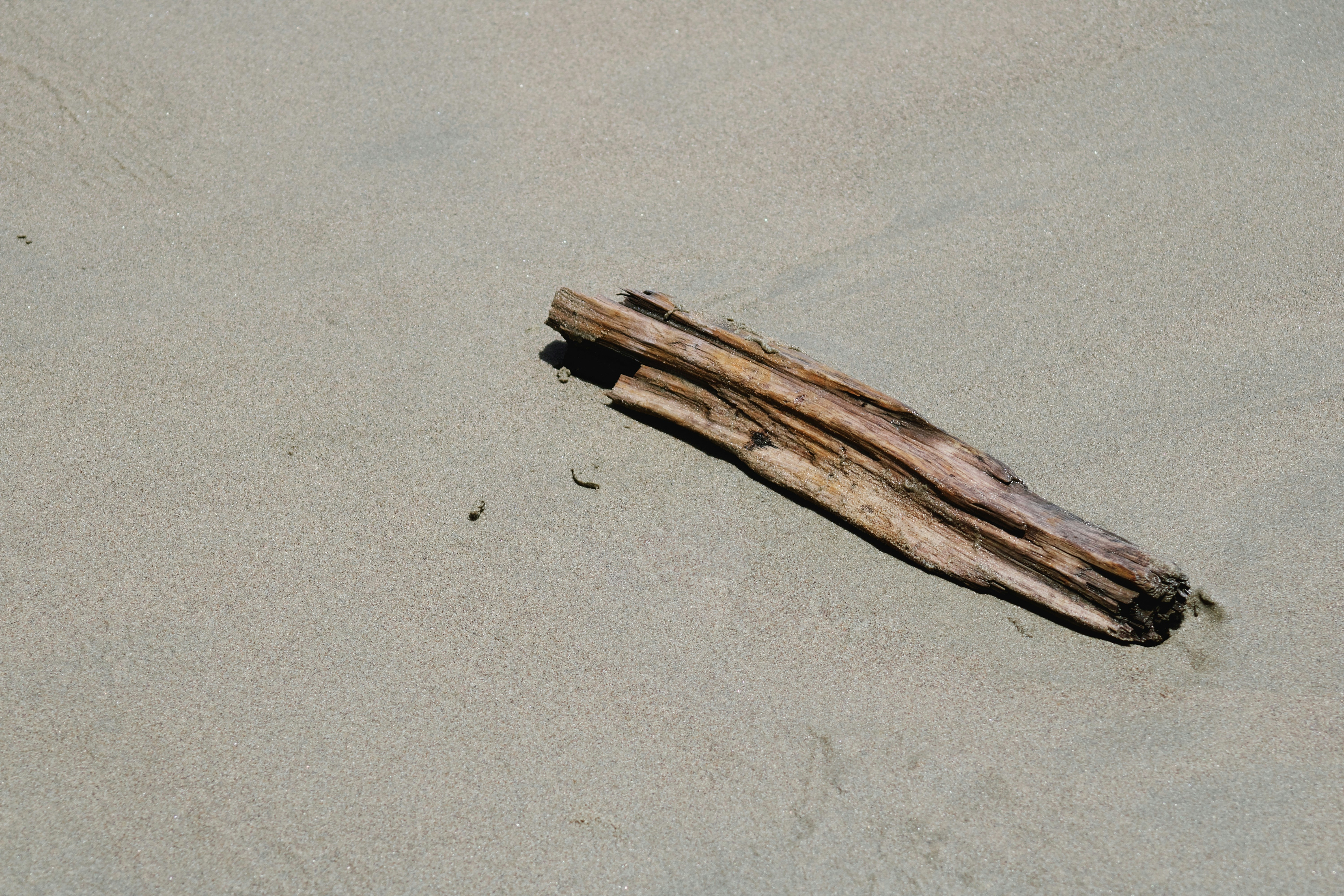 Sun-Warmed Driftwood on a Quiet Shore