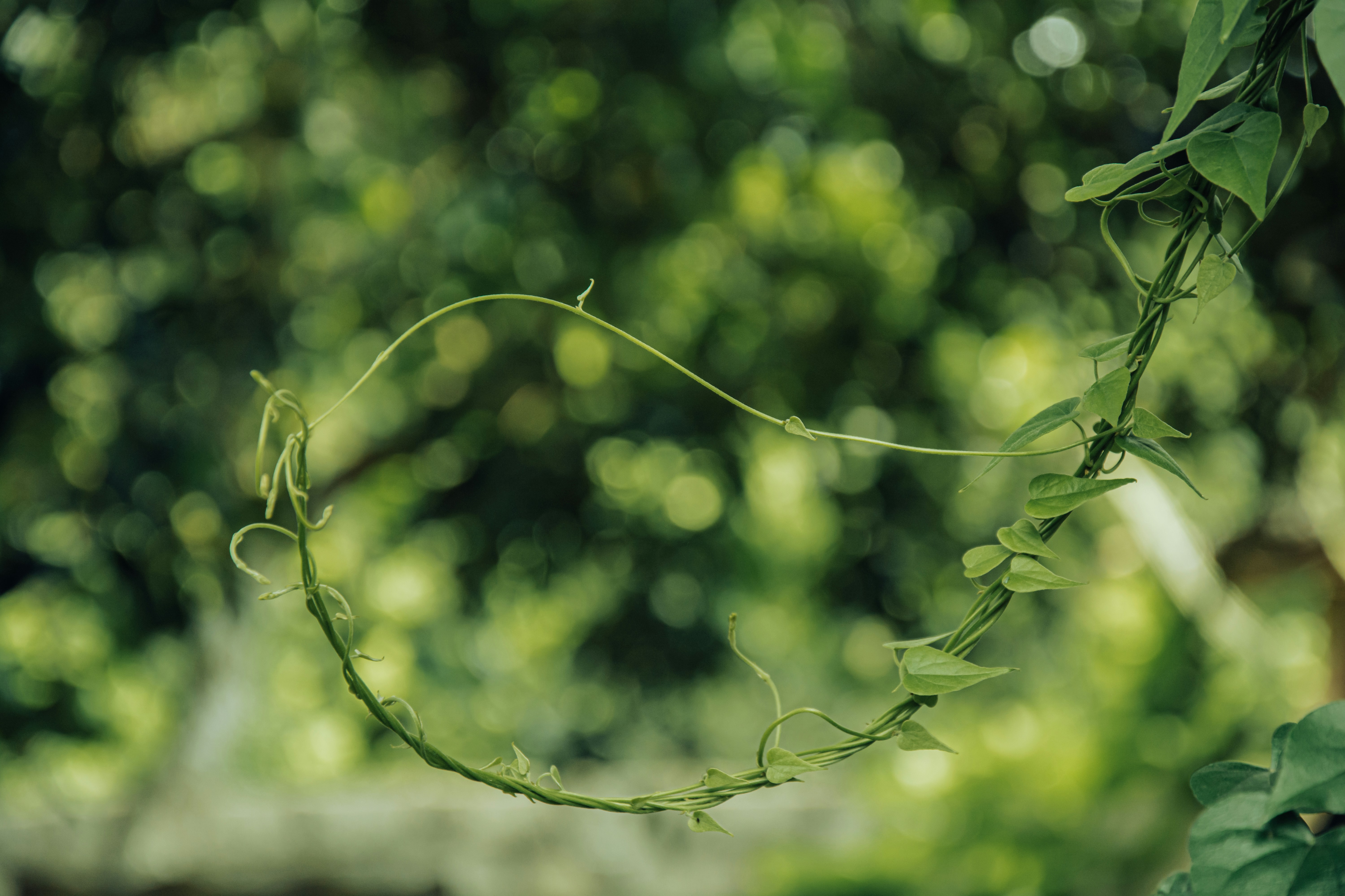 Circular Vine Frame: A Delicate Loop Against Verdant Blur