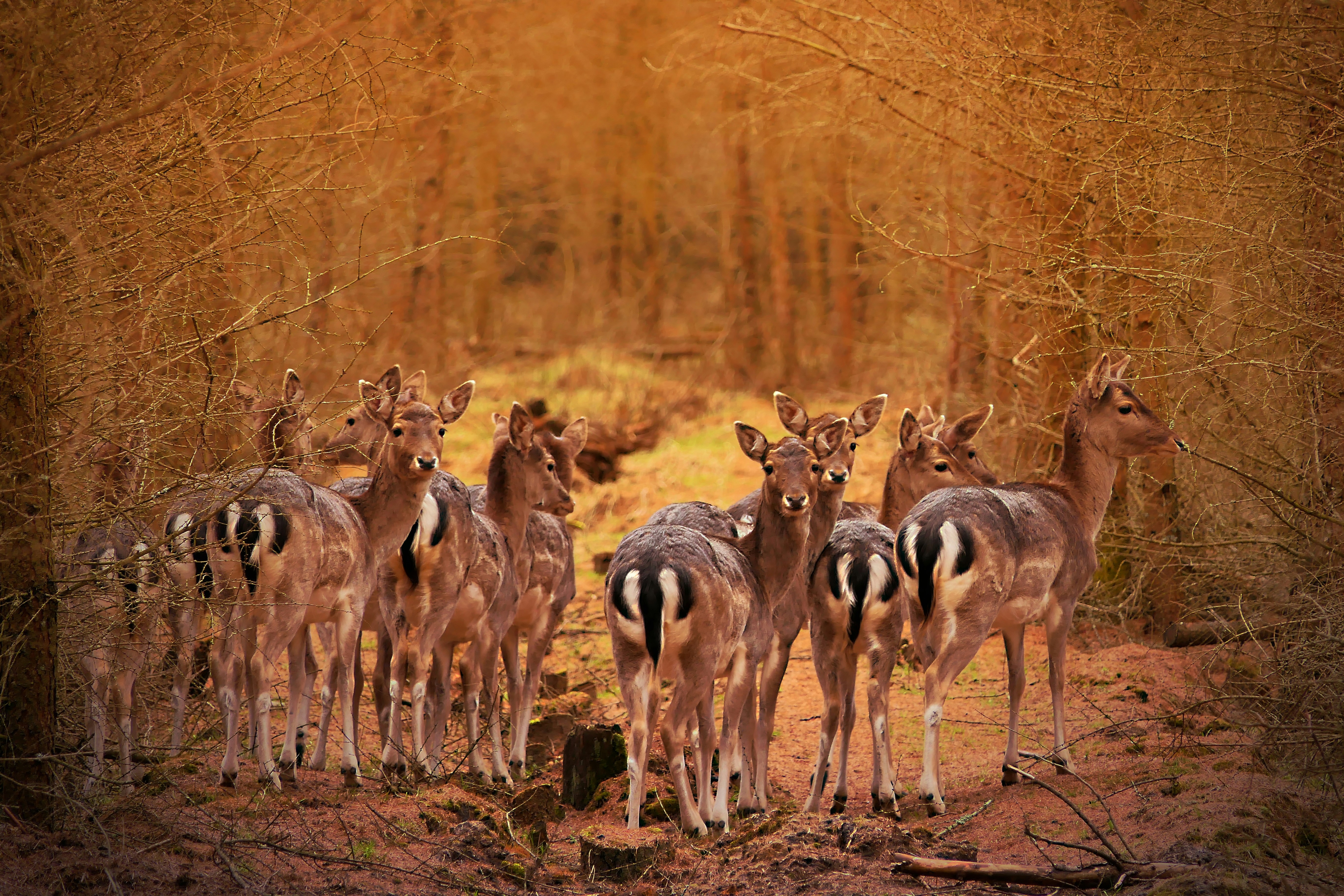 A herd of deer stands along a sunlit forest path, bathed in warm amber light. The scene reads as a candid wildlife photograph framed by a softly blurred woodland backdrop.