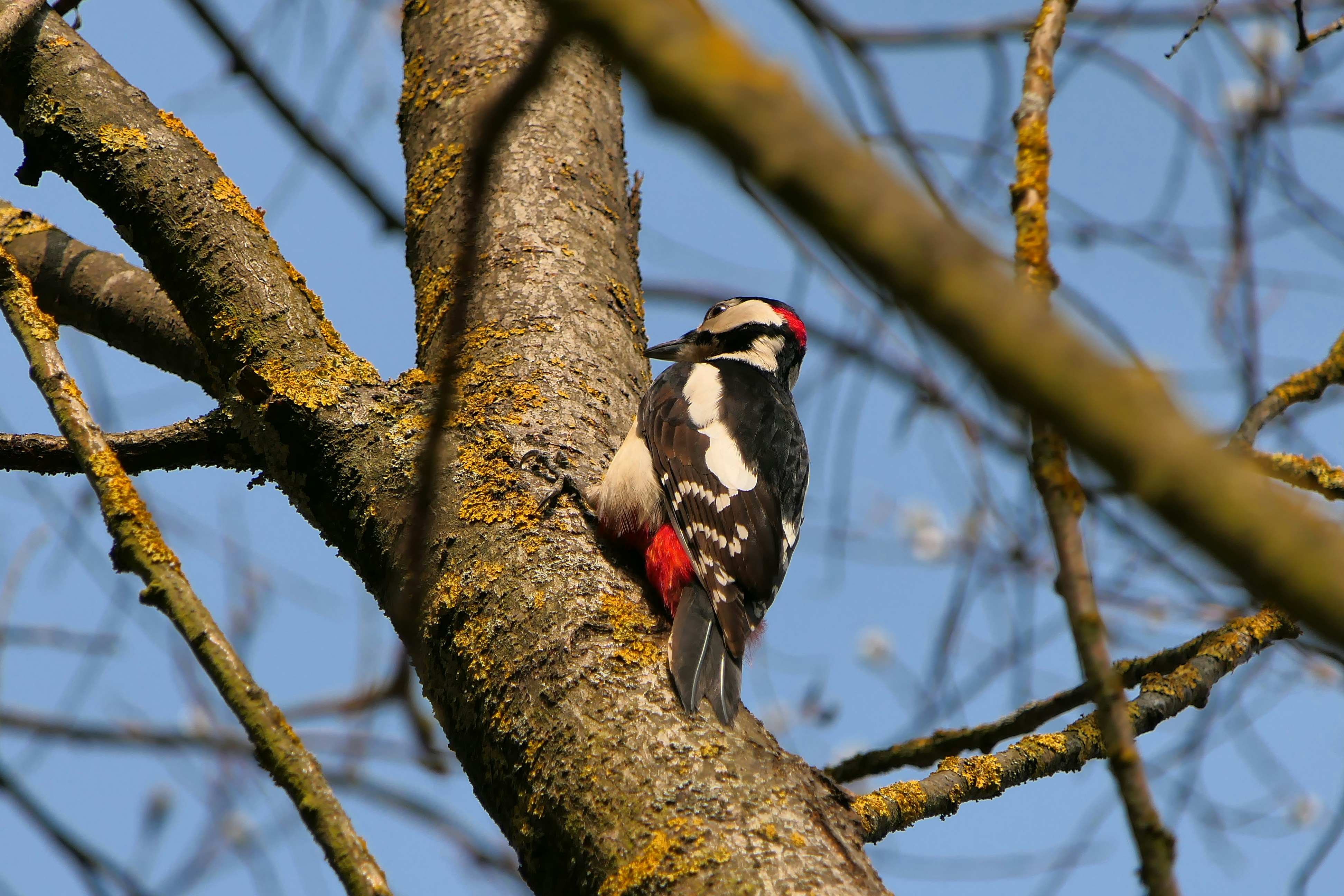 Great spotted woodpecker perched on a moss-covered tree trunk against a clear blue sky.