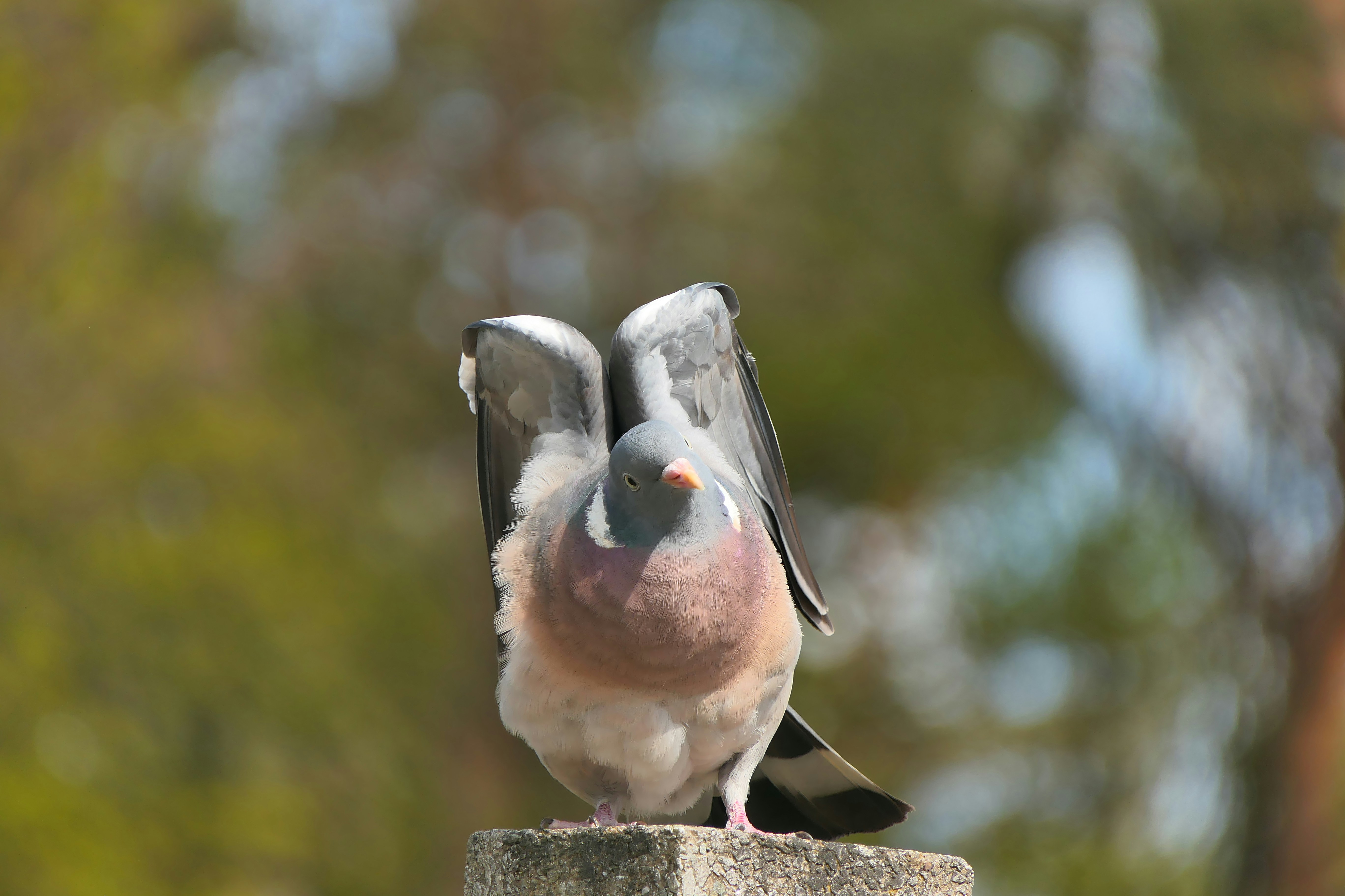 Pigeon displaying its wings while perched on a stone, surrounded by a blurred natural backdrop.