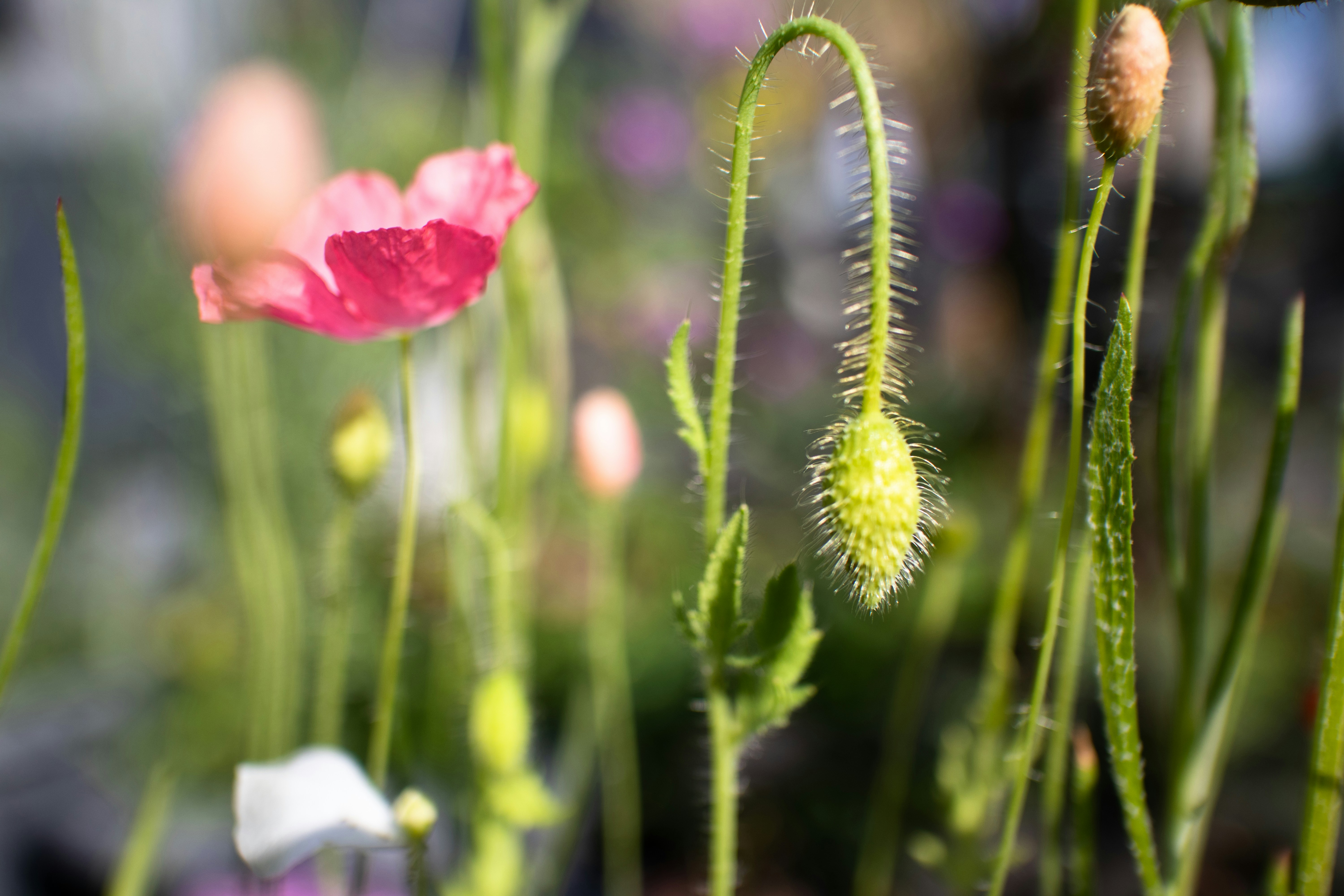 Velvet Buds and Pink Petals: A Close Moment in a Sunlit Poppy Patch