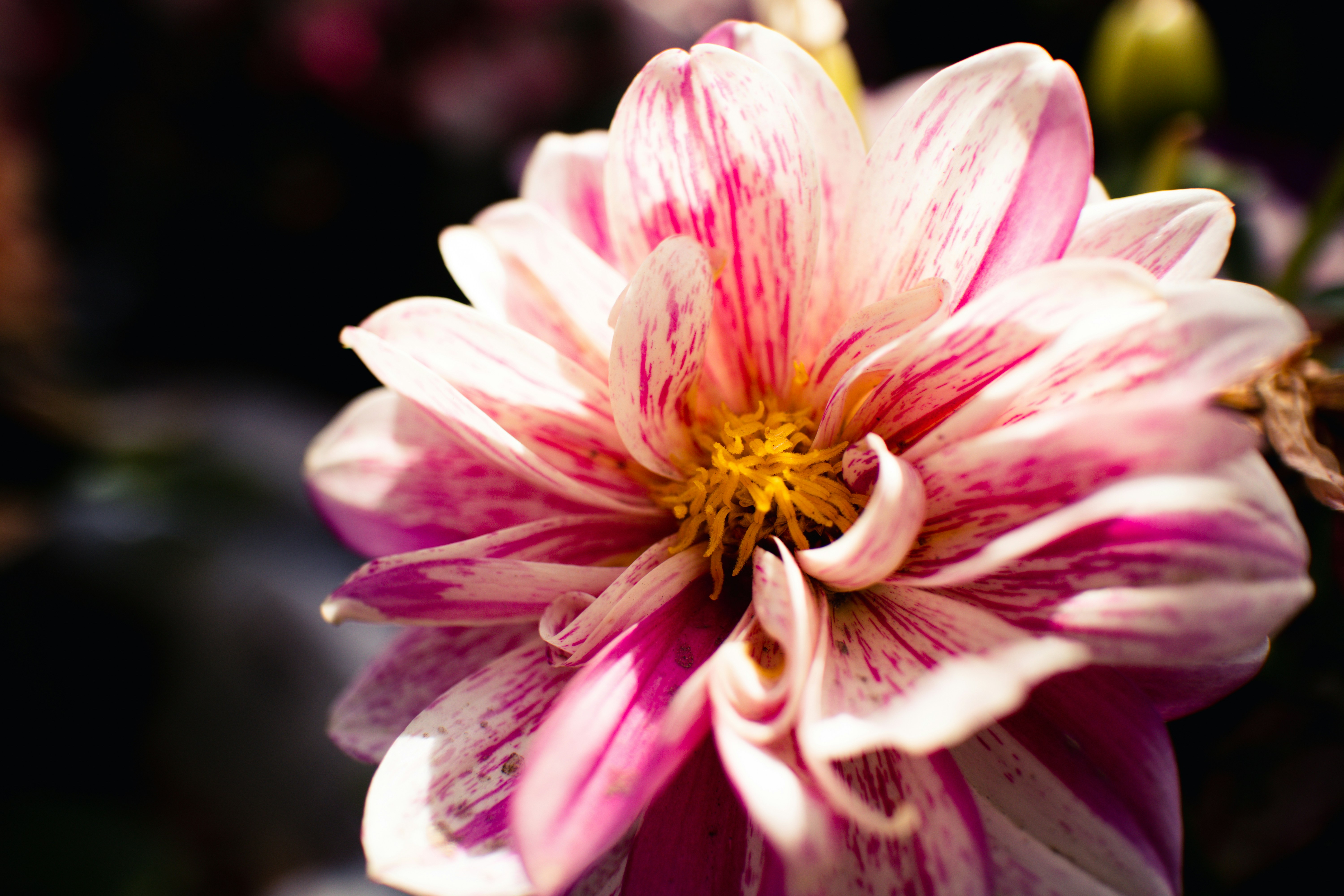 Pink and white flower in tilt shift lens photo – Free Flowers Image on ...
