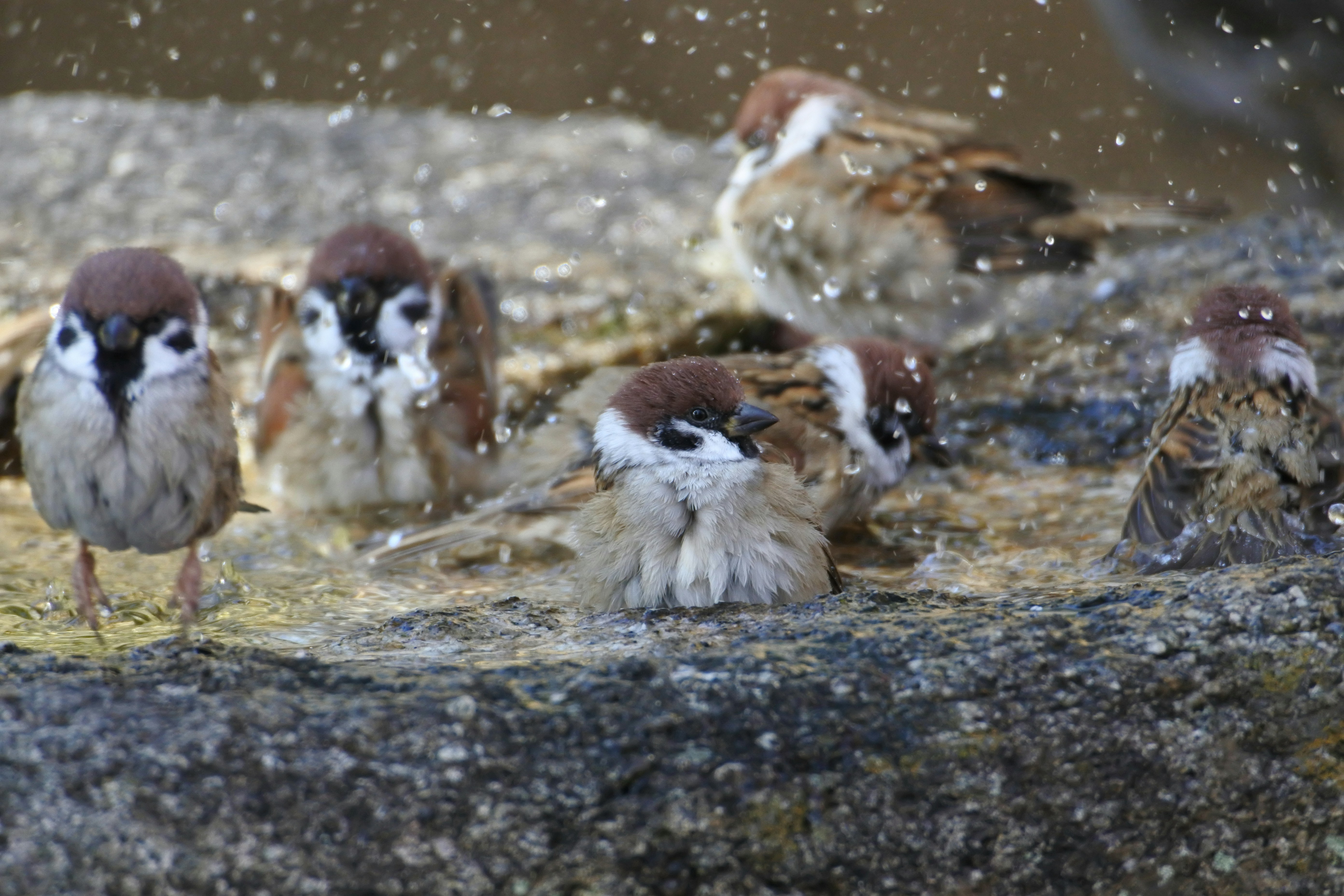Stone Bath Parade: Sparrows Clustering Around a Rain-Splashed Pool