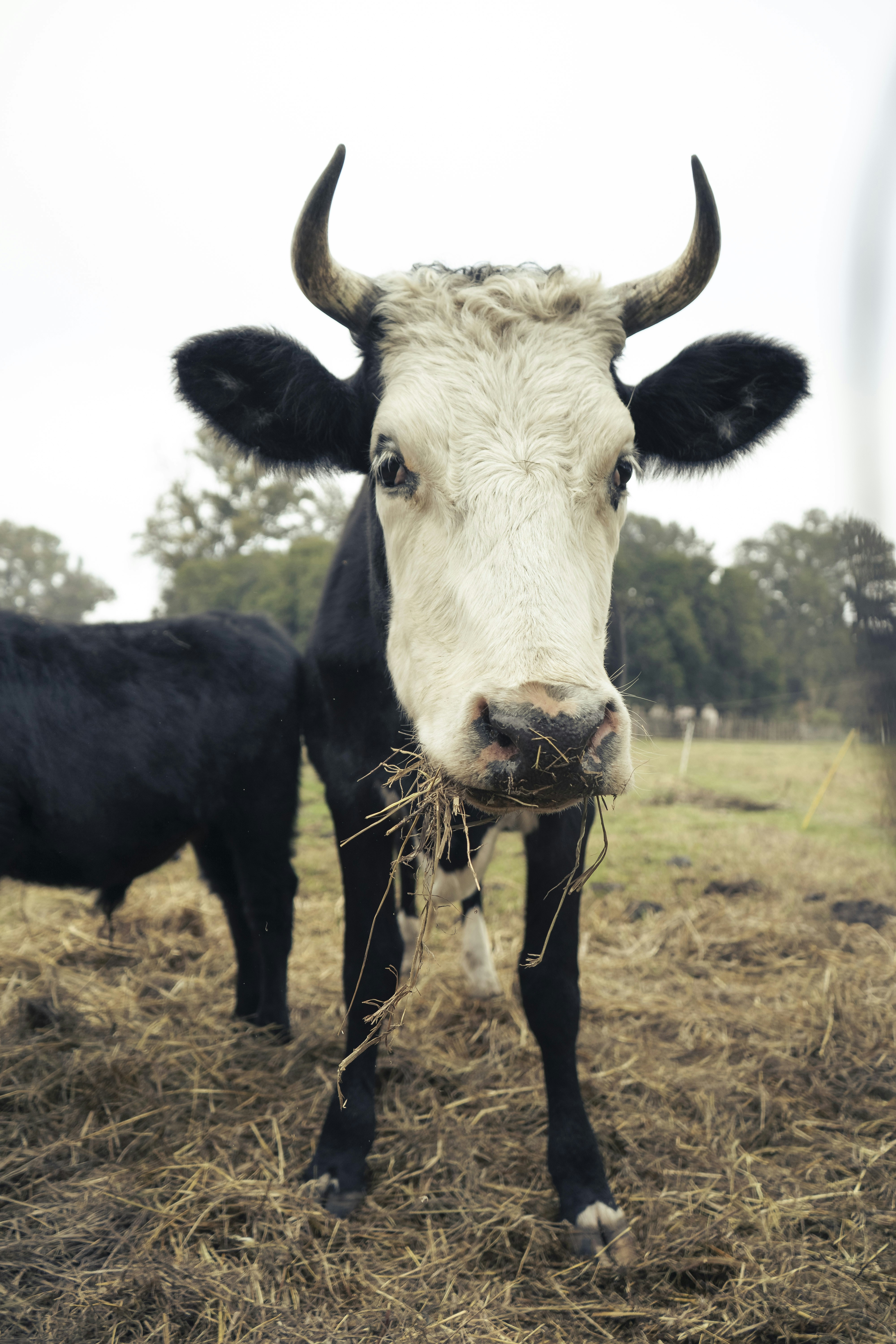 Black and white cow on brown grass field during daytime photo – Free ...