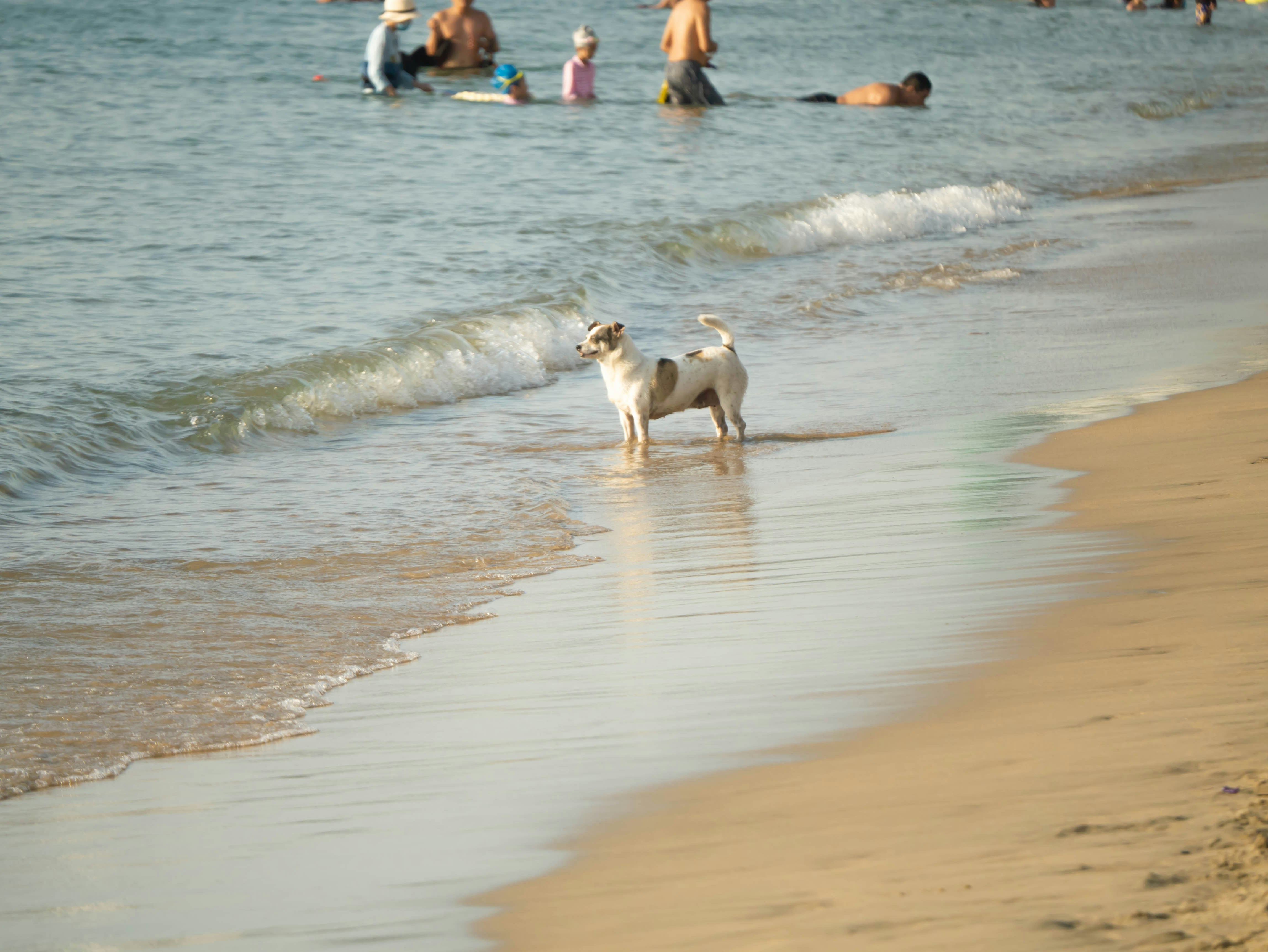 Small dog stands at the water's edge as people swim in the ocean nearby on a sandy beach.