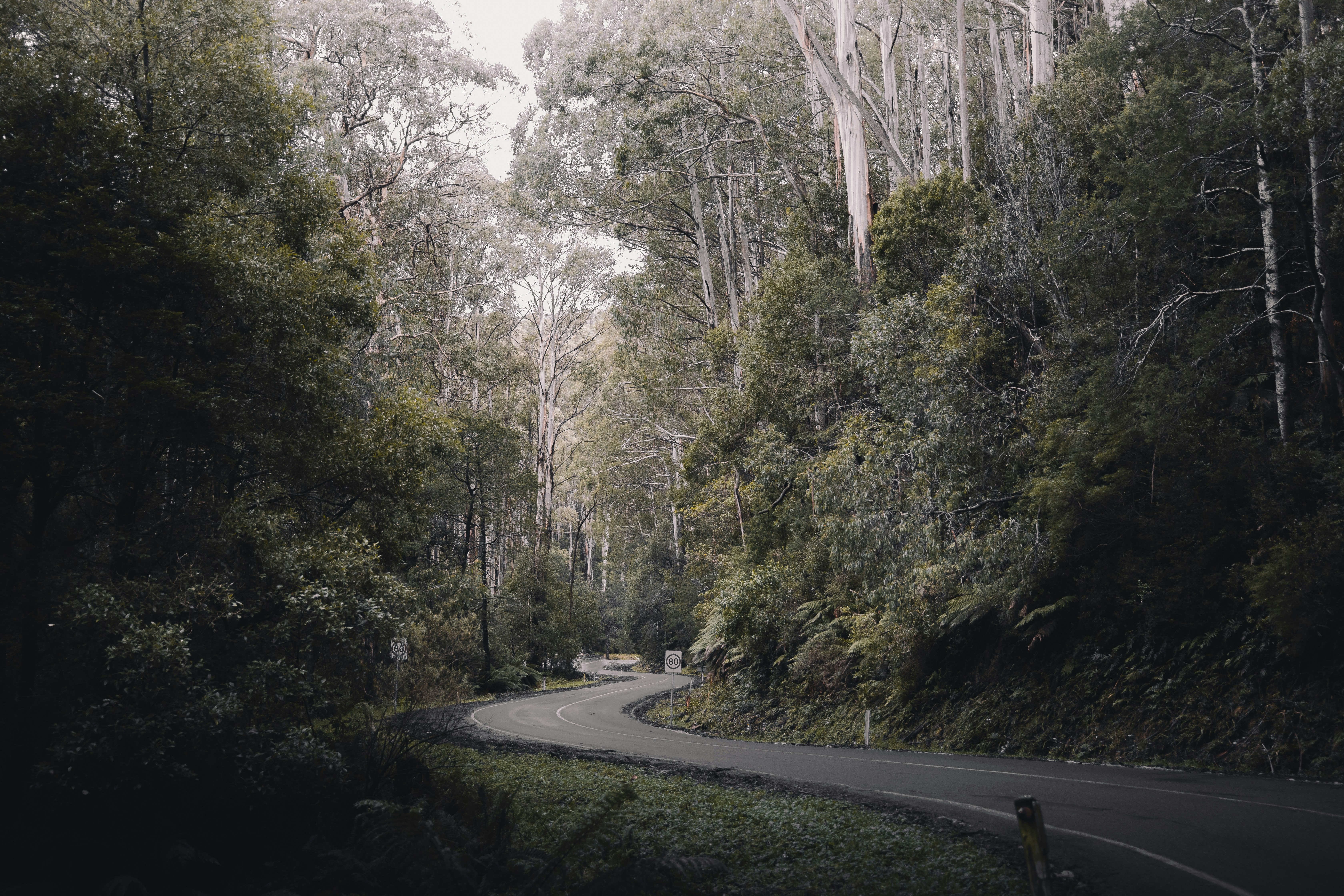 Curved road meandering through dense eucalyptus forest, framed by lush greenery and dappled sunlight.