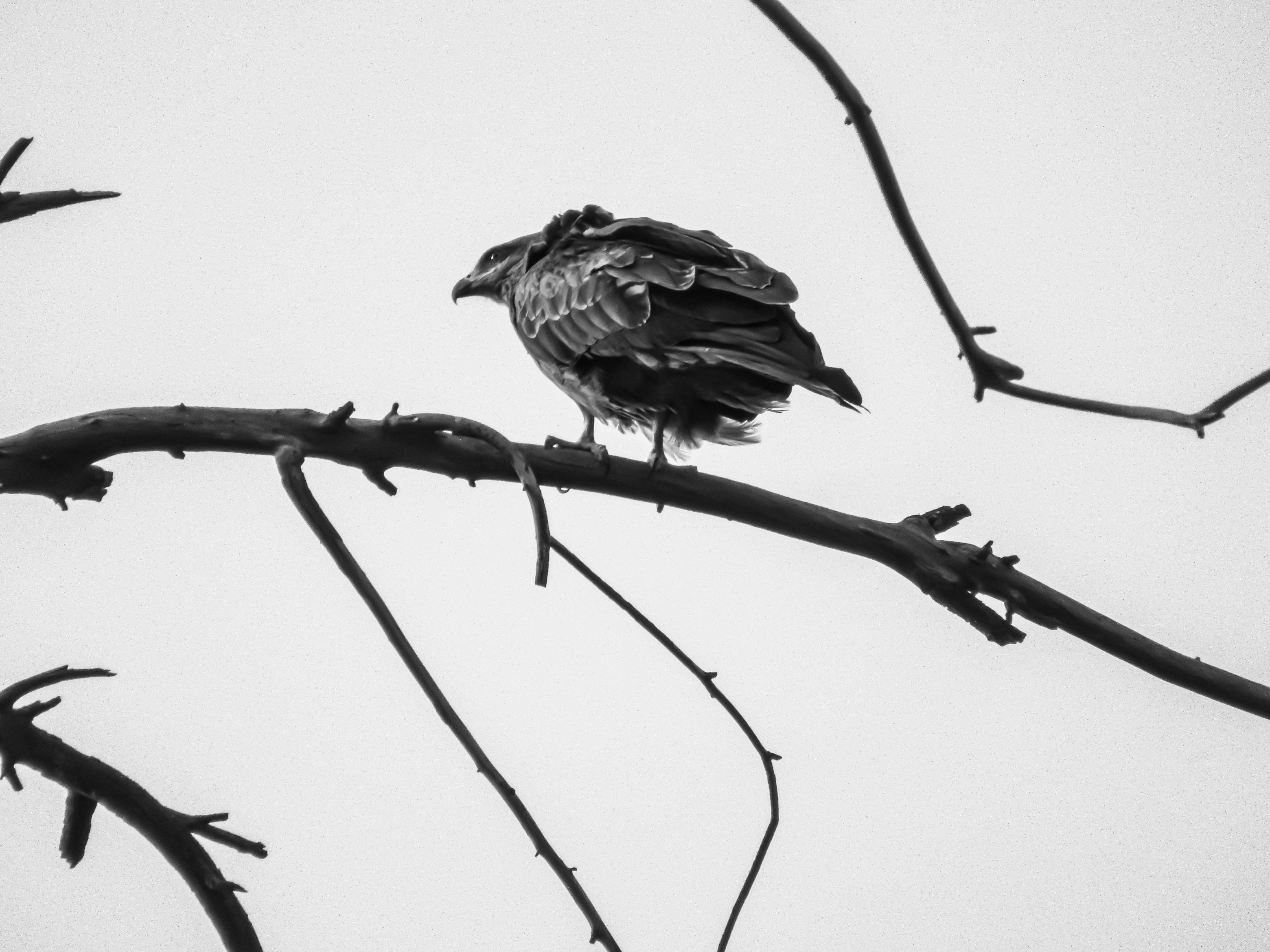 A hawk perched on a gnarled branch, silhouetted against a pale sky in monochrome tones.