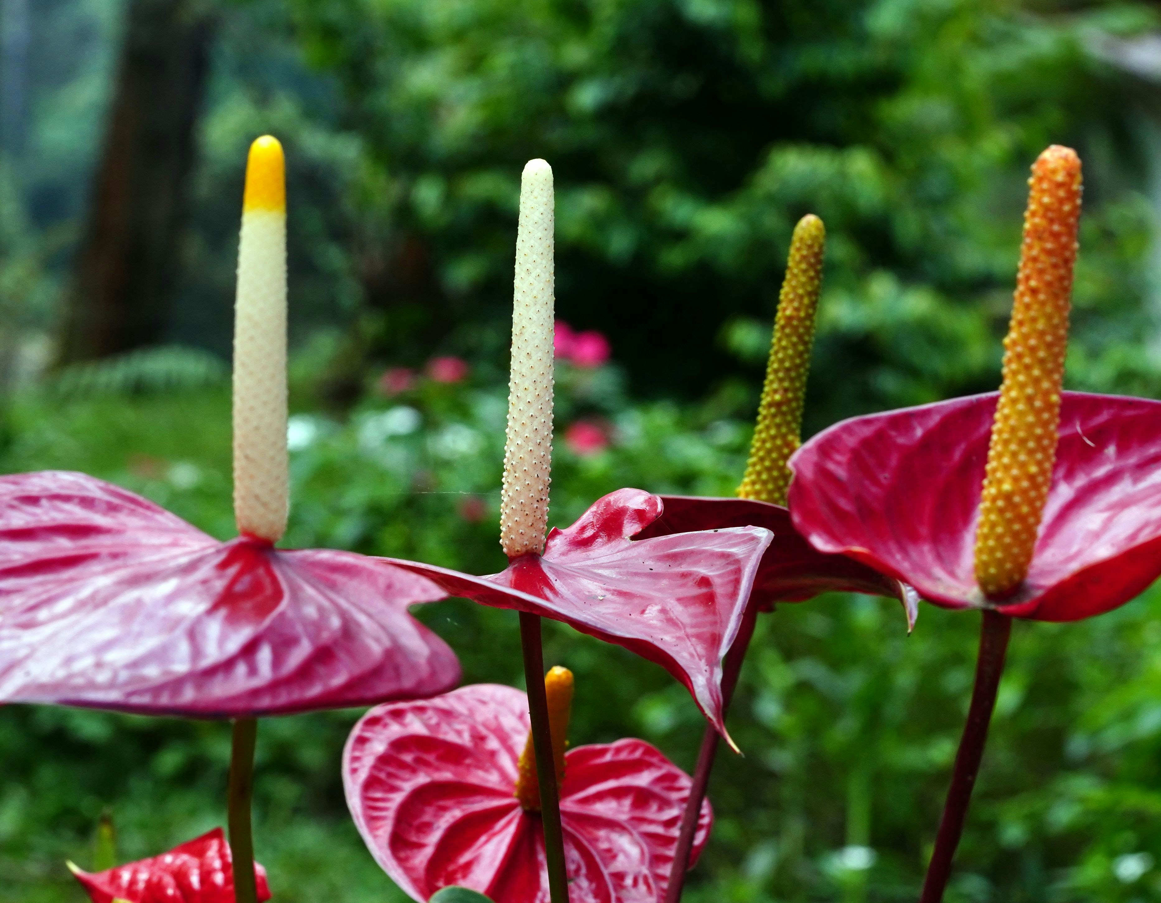 Crimson Spadix Trio: Glossy Anthurium in a Quiet Garden