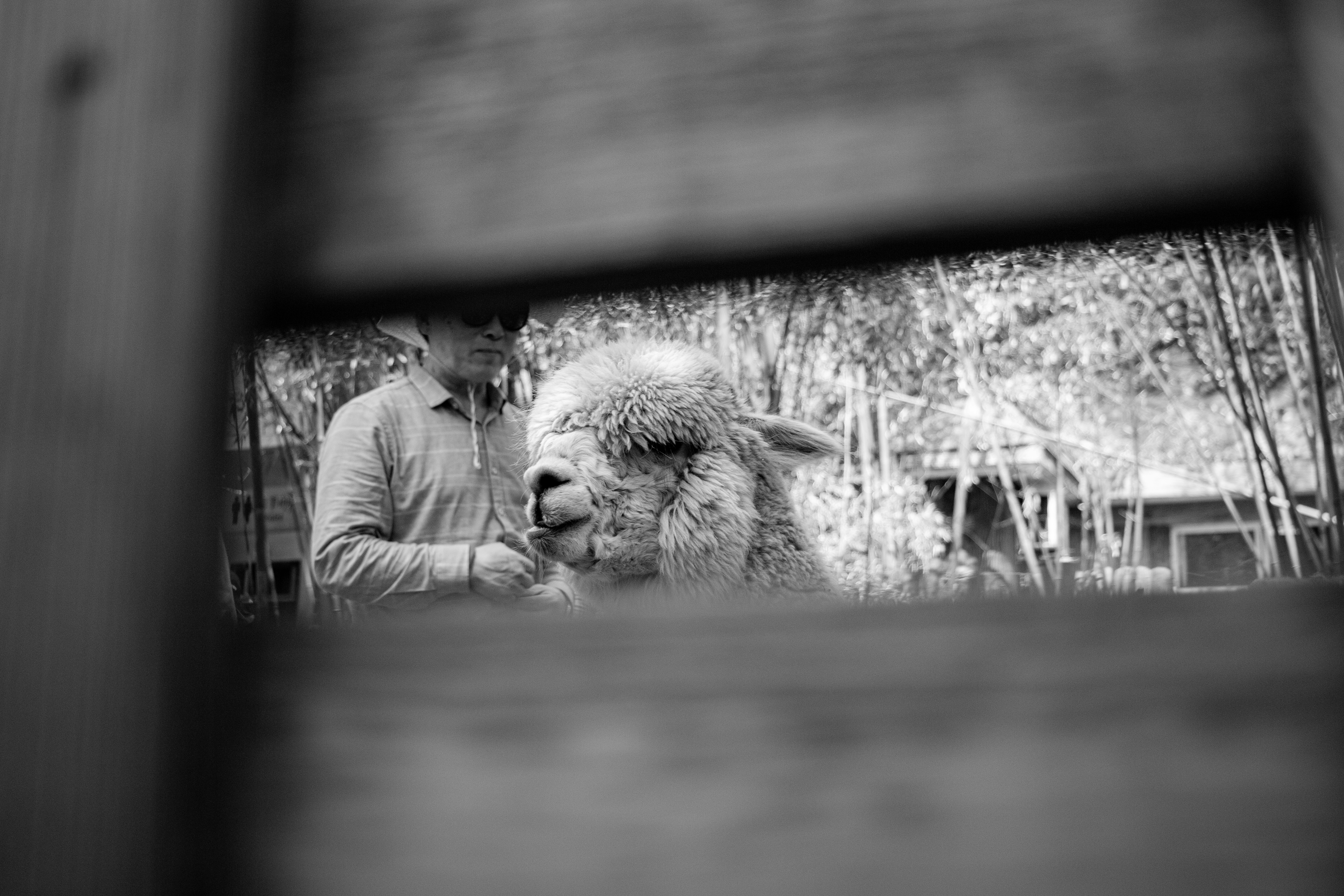 Lamb in the Yard: Quiet Bond Between Keeper and Creature