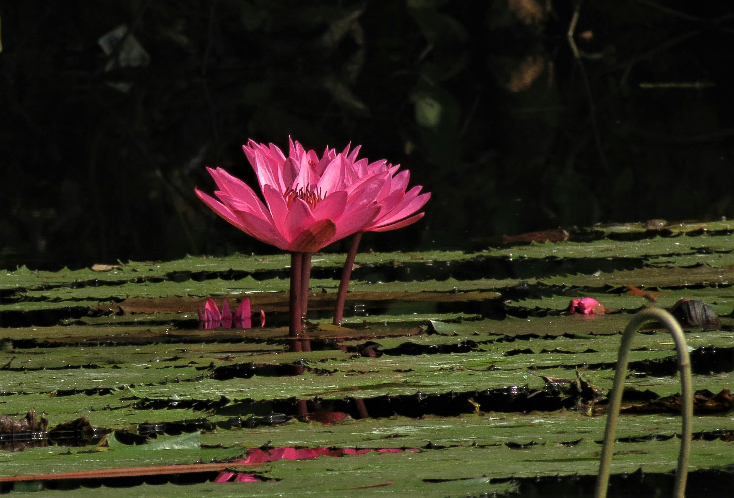Pink lotus bloom rises above a bed of lily pads in a tranquil pond. The dark background makes the blossom stand out.