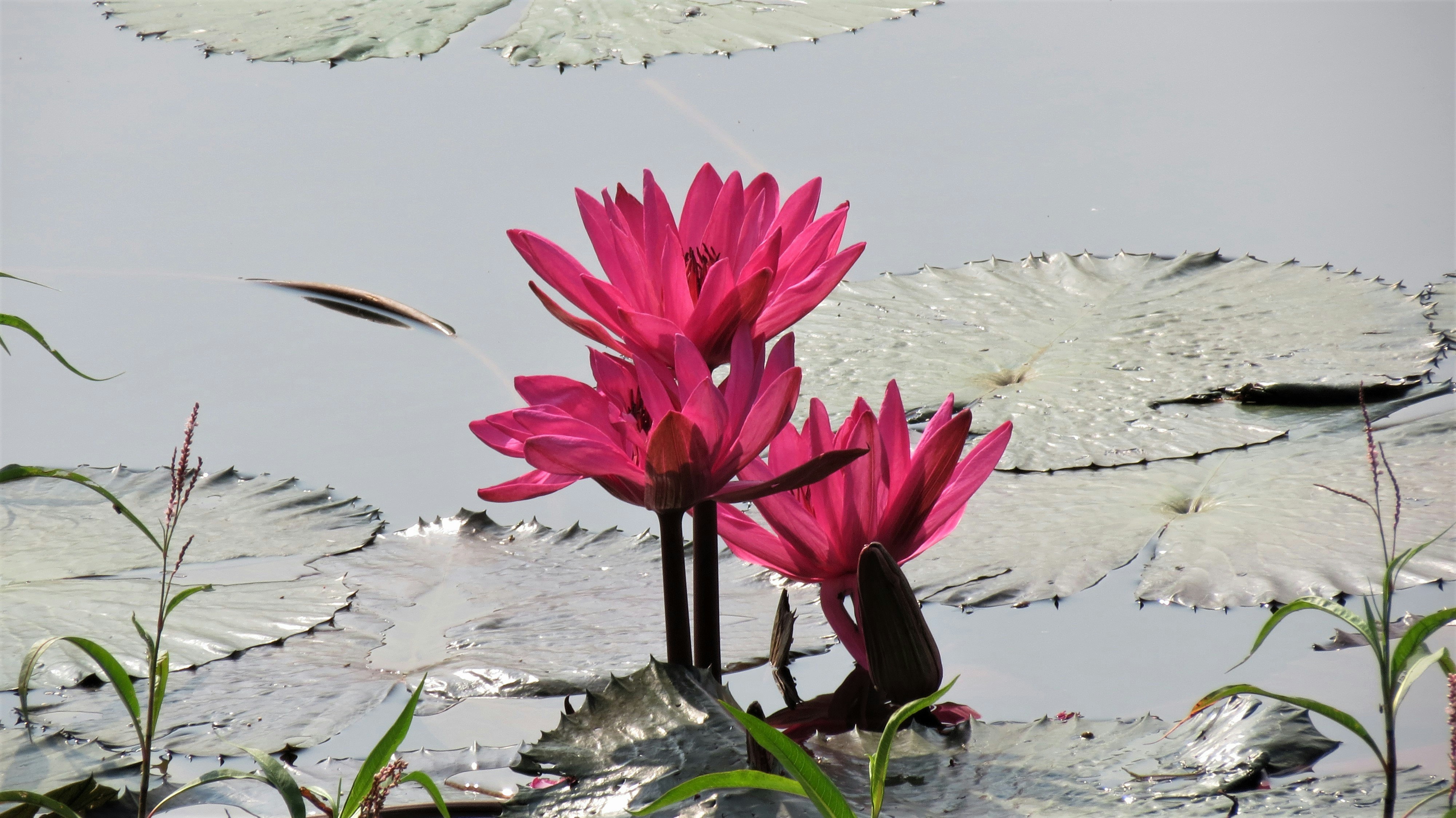 Vibrant pink lotus flowers rising gracefully above the tranquil water surface, surrounded by lily pads and delicate greenery.