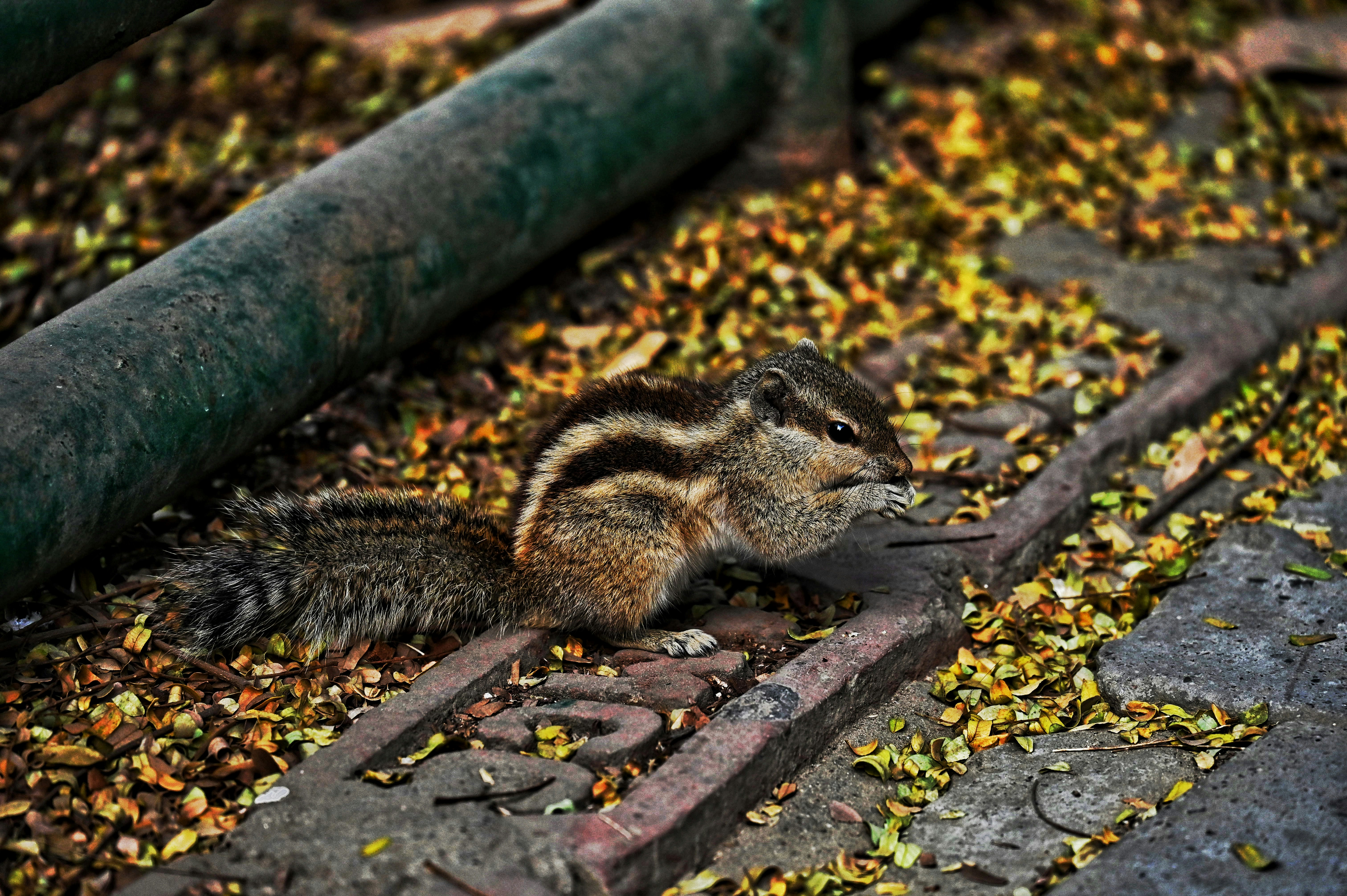 Leaf-Strewn Pavement: A Chipmunk's Quiet Pause