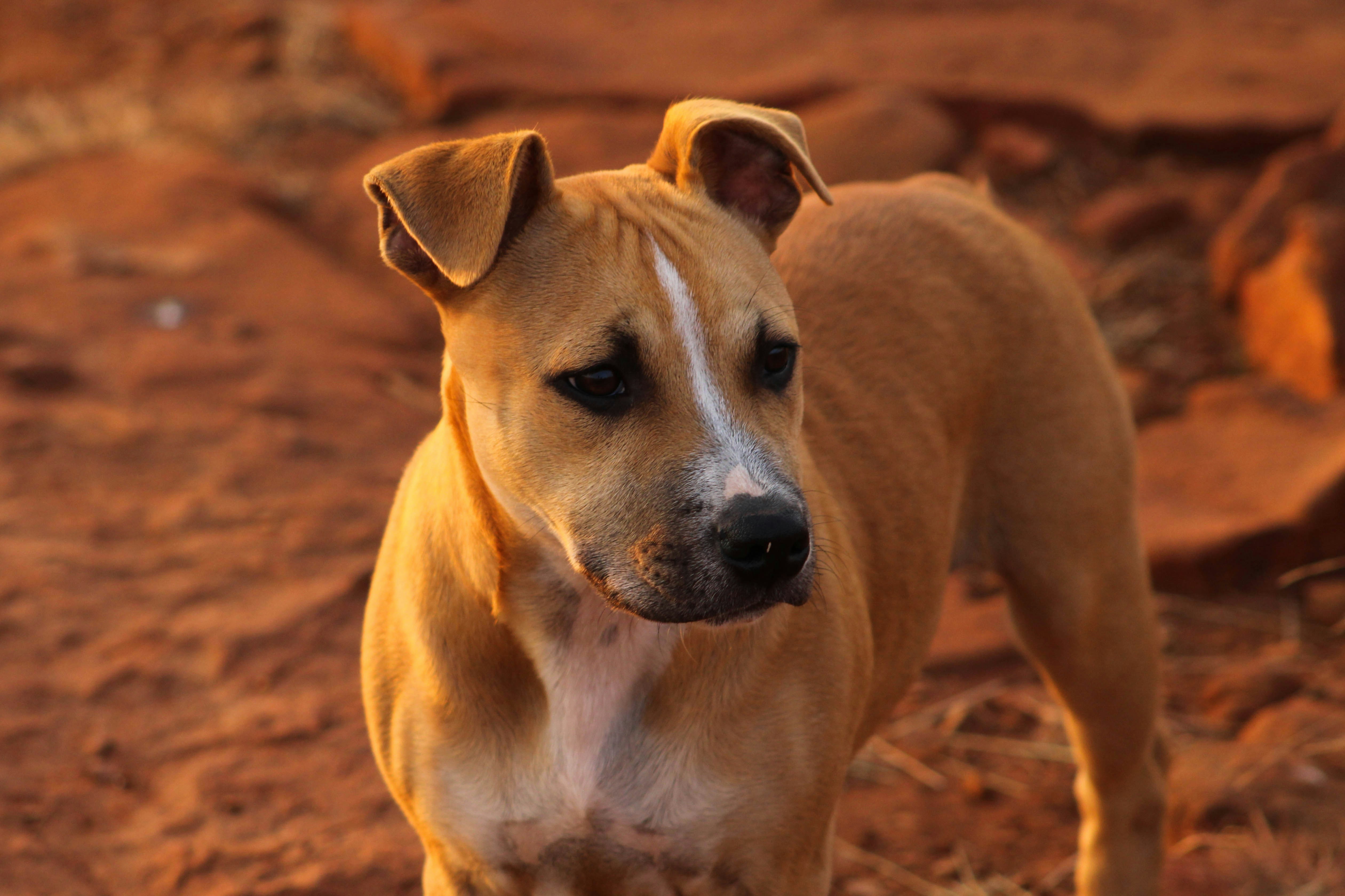 brown and white short coated dog on brown sand during daytime
