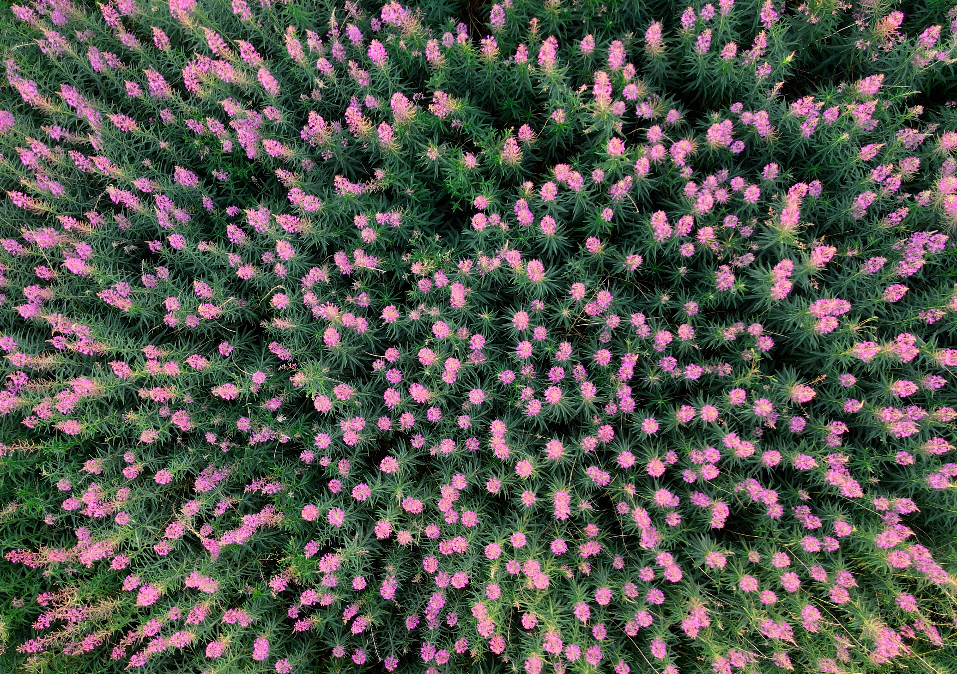 willow tea growing in the field, taken from a height | If you like this photo, please make link back to my site https://smeshny.com/