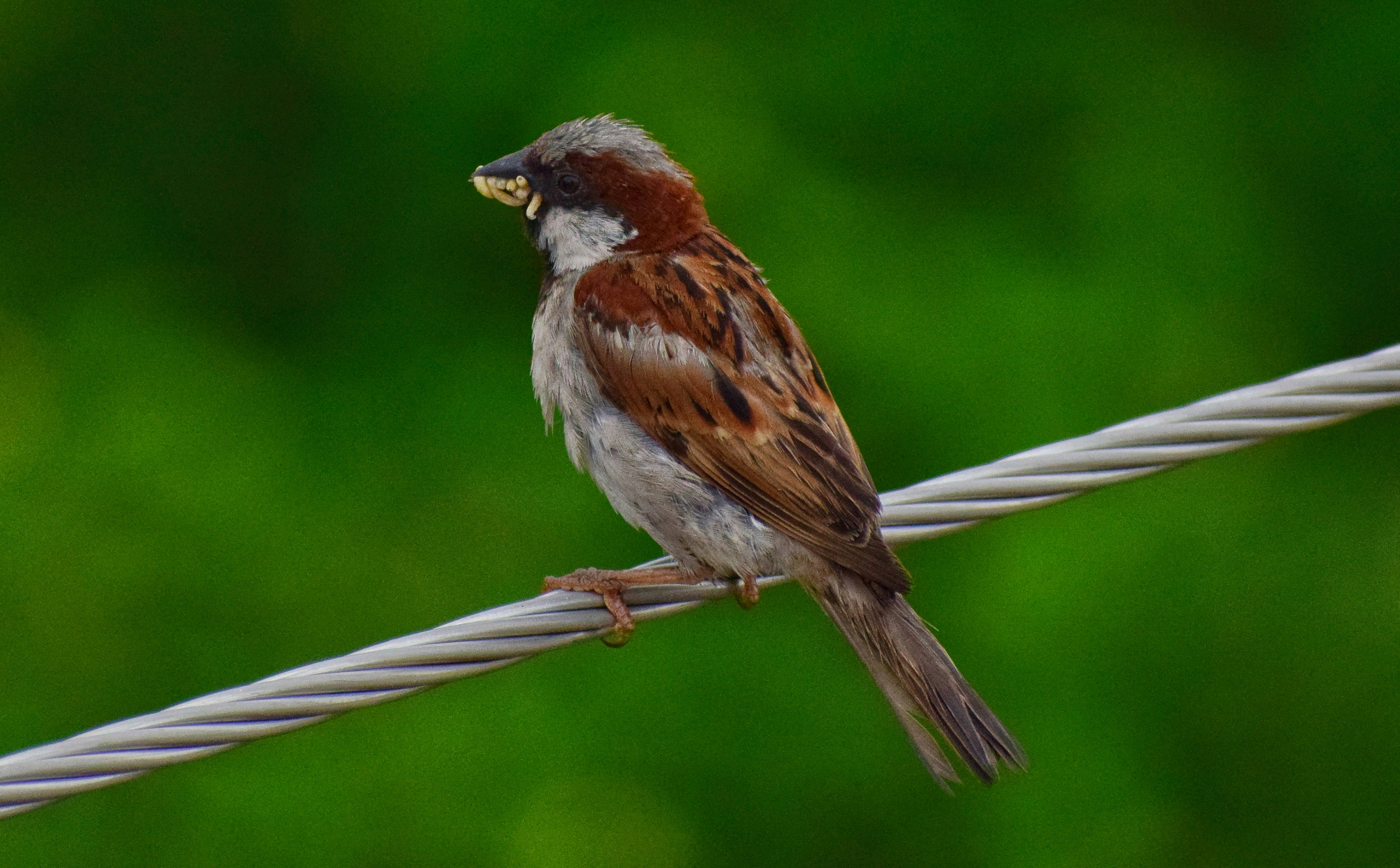 Foto Pájaro marrón y blanco en la rama de un árbol marrón – Imagen ...