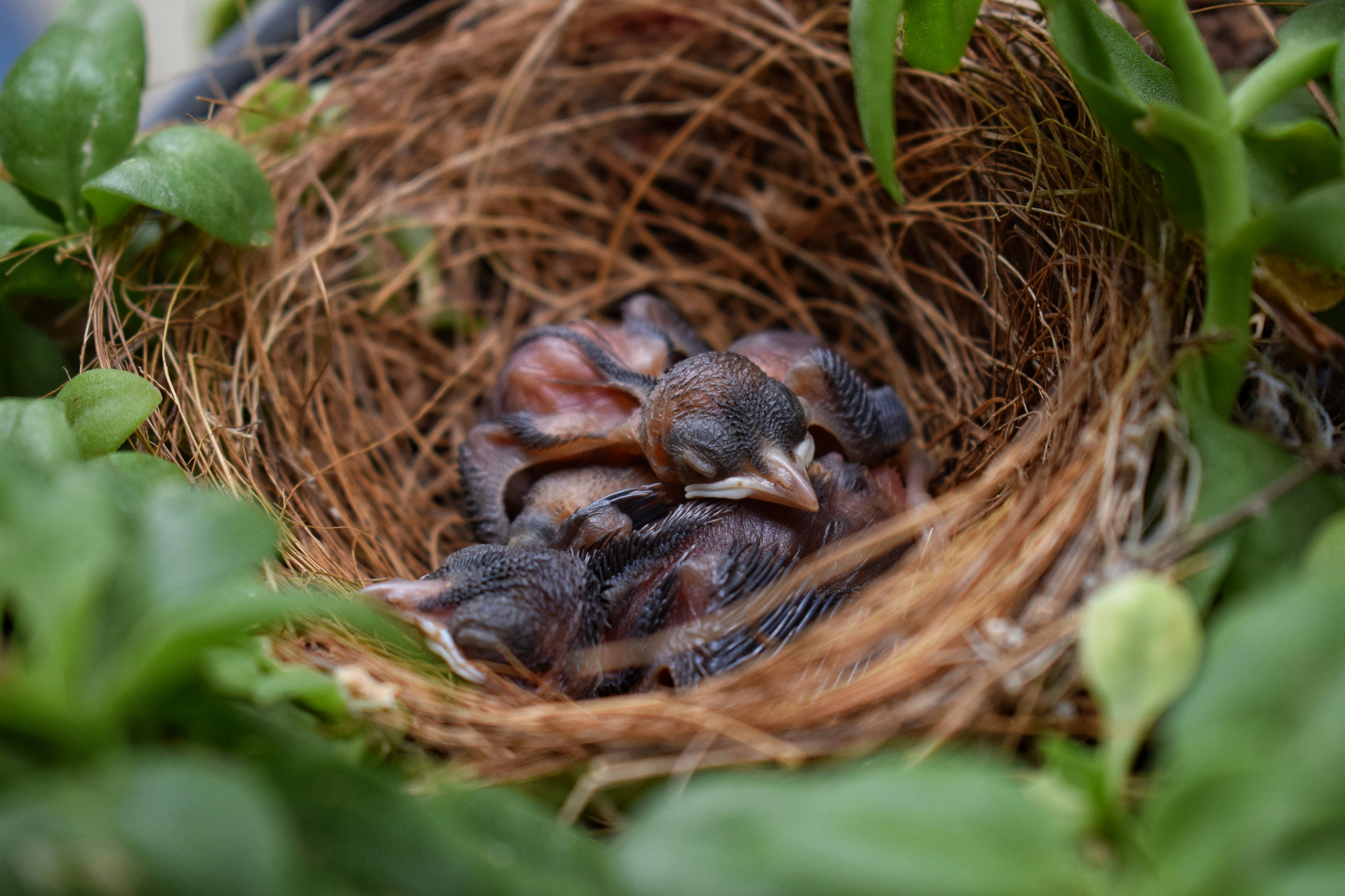 Nestled newborns: a tiny clutch in a leaf-woven cradle