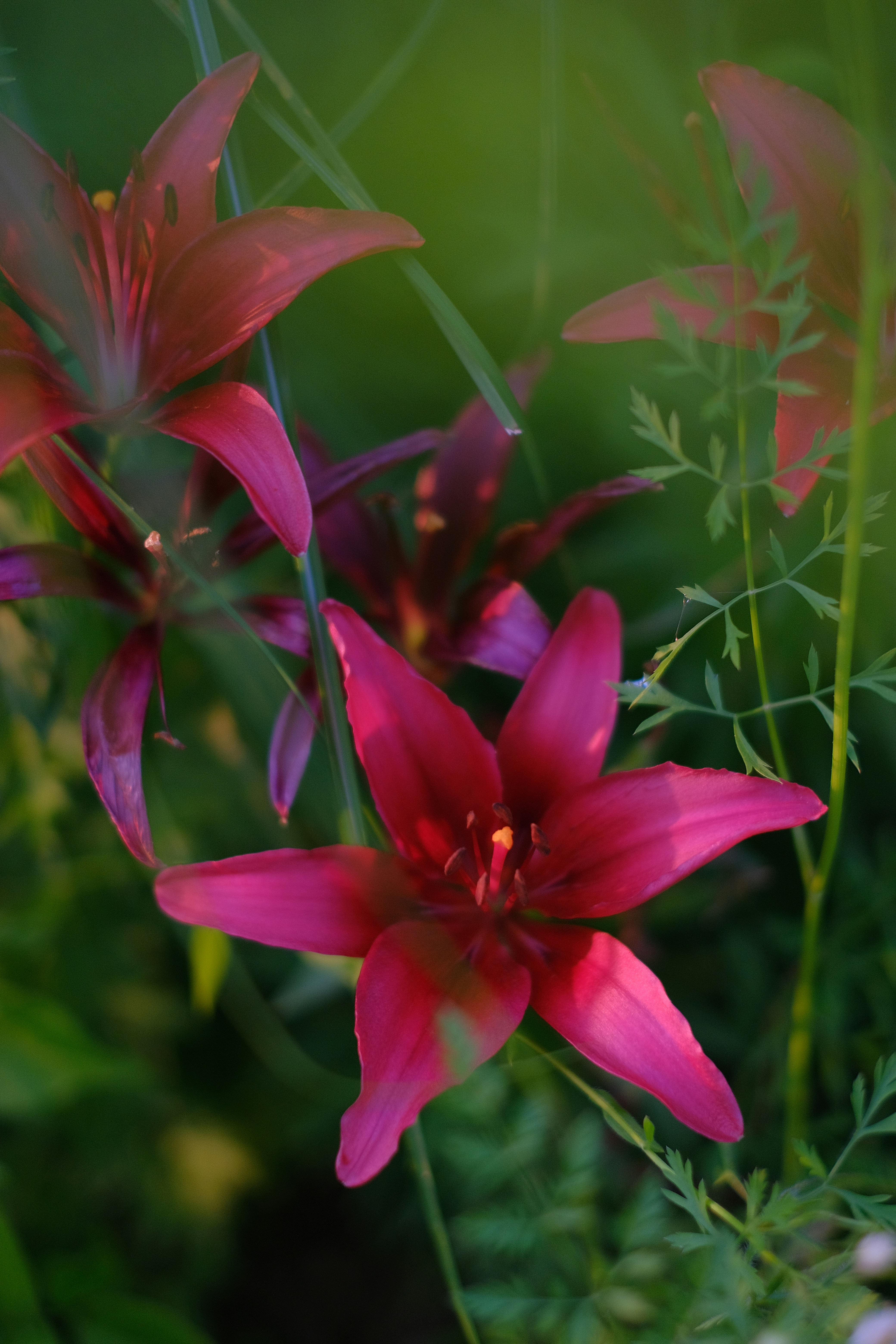 Whispers of the Garden: A Floral Symphony