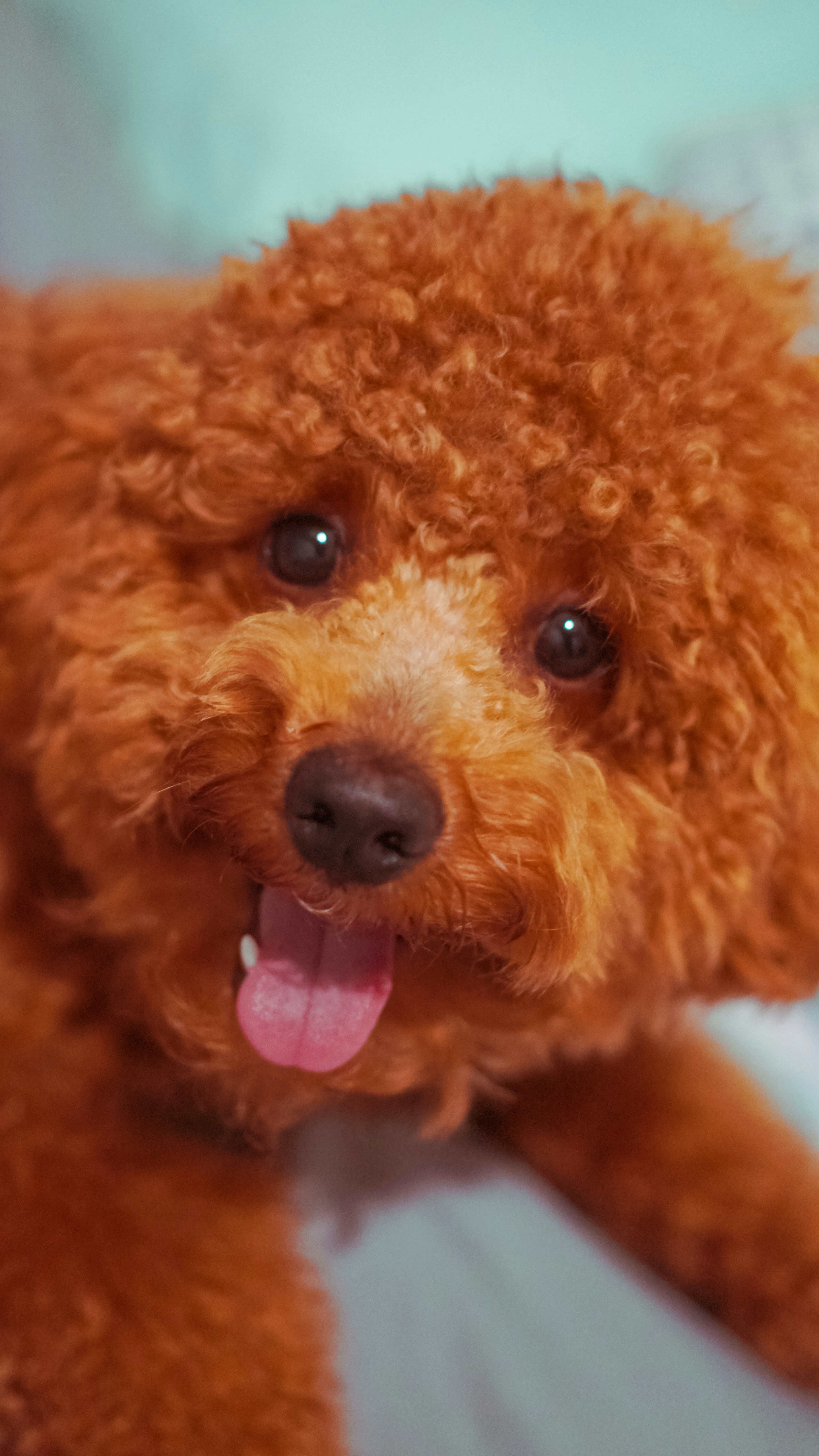 Crimson Curls and a Friendly Stare: A Toy Poodle Up Close