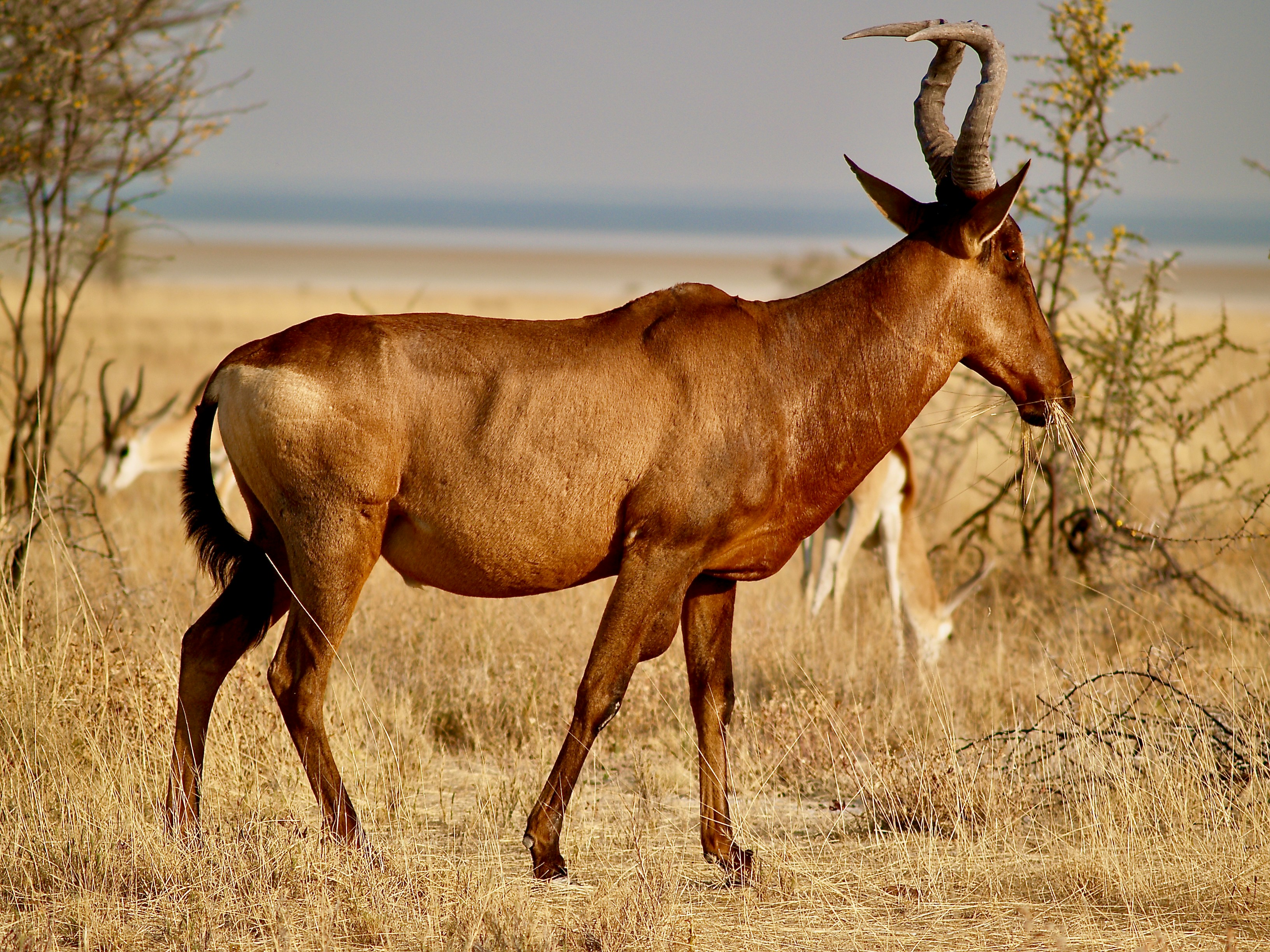 A brown antelope gracefully walking through dry grassland, showcasing its impressive curved horns against a distant horizon.