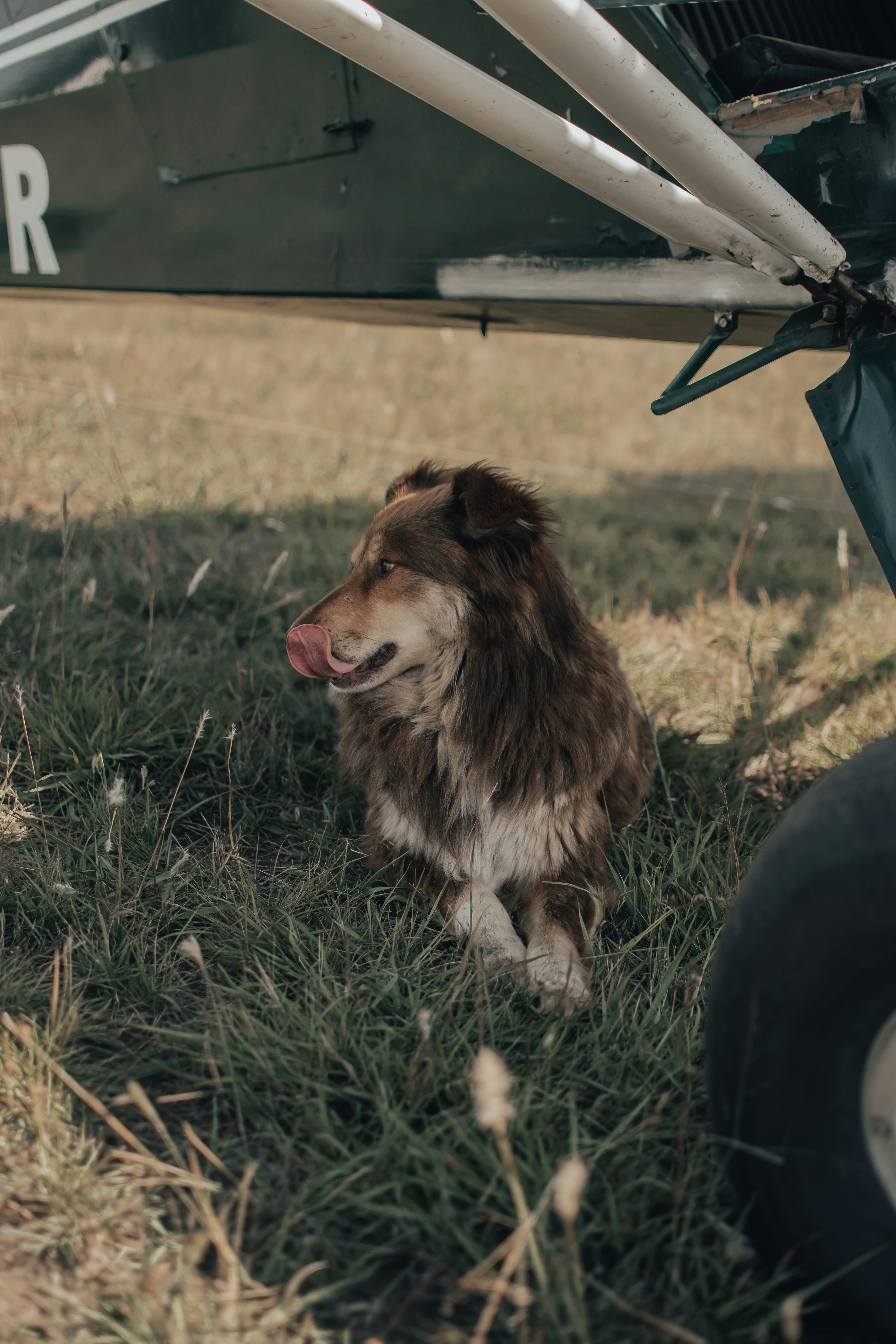 brown and black long coated dog sitting on green grass field during daytime