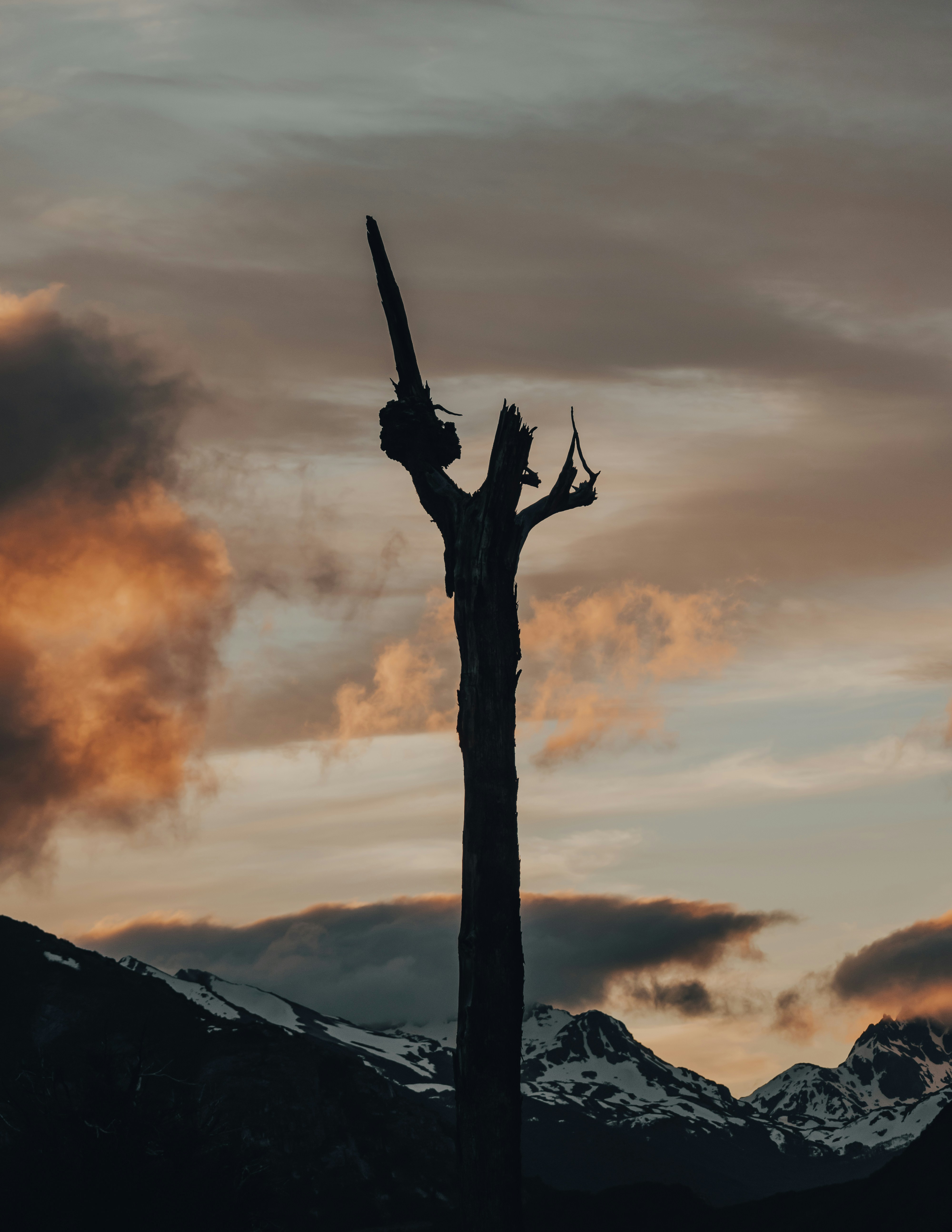 Silhouette of a Weathered Tree Against a Mountain Sunset