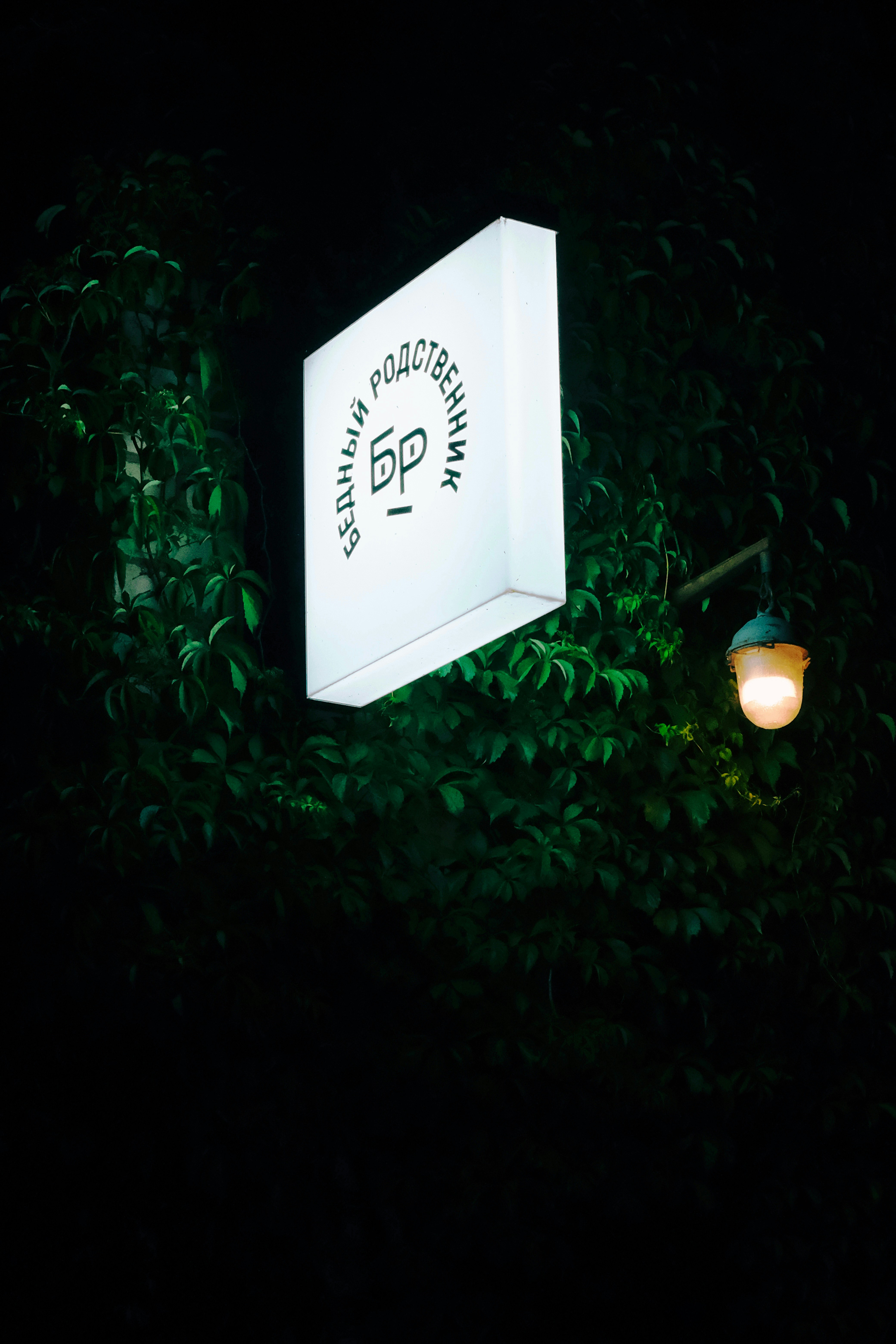 Brightly lit sign with Cyrillic text surrounded by lush green foliage at night.