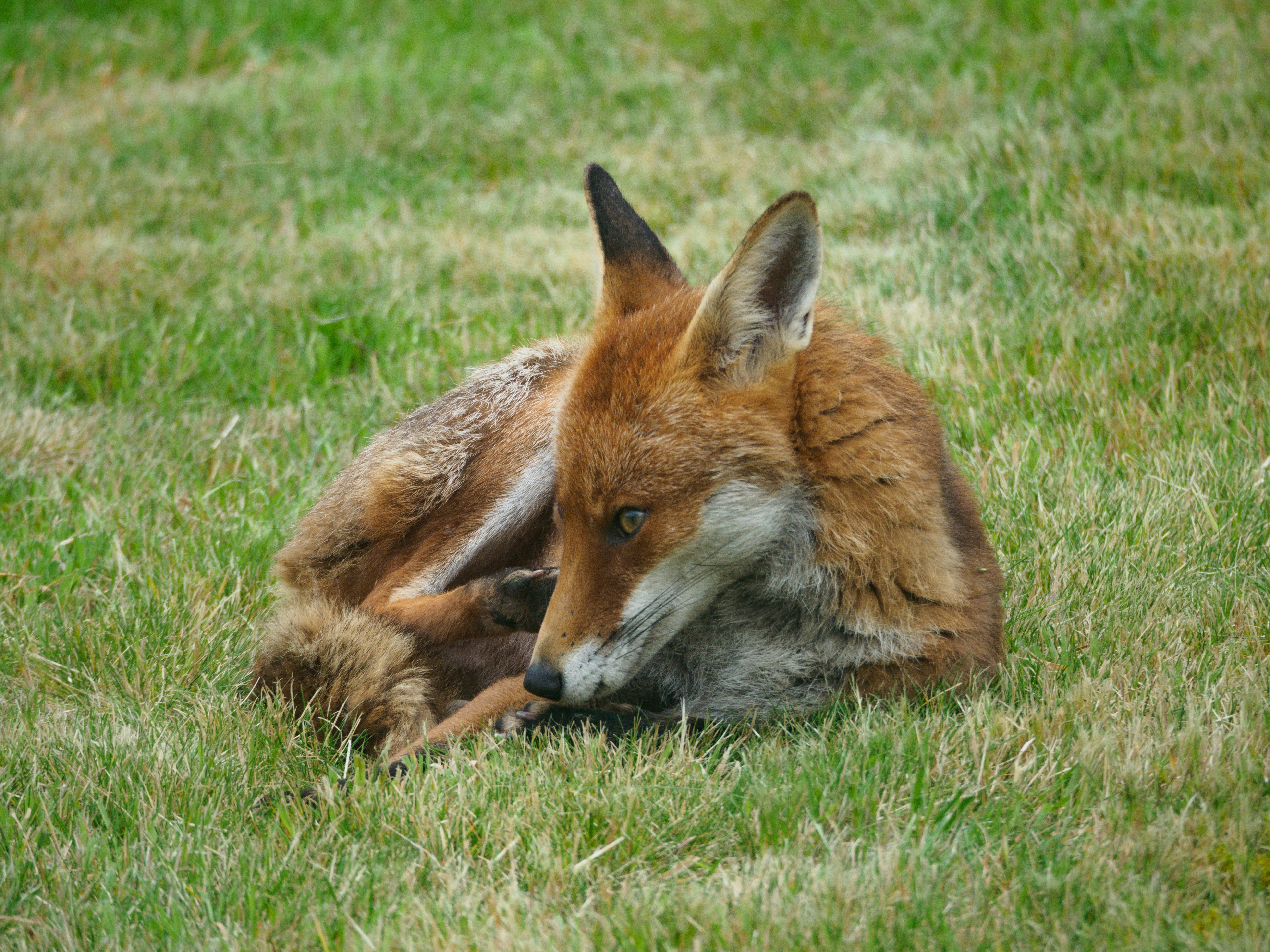 Brown fox lying on green grass during daytime photo – Free Wildlife ...