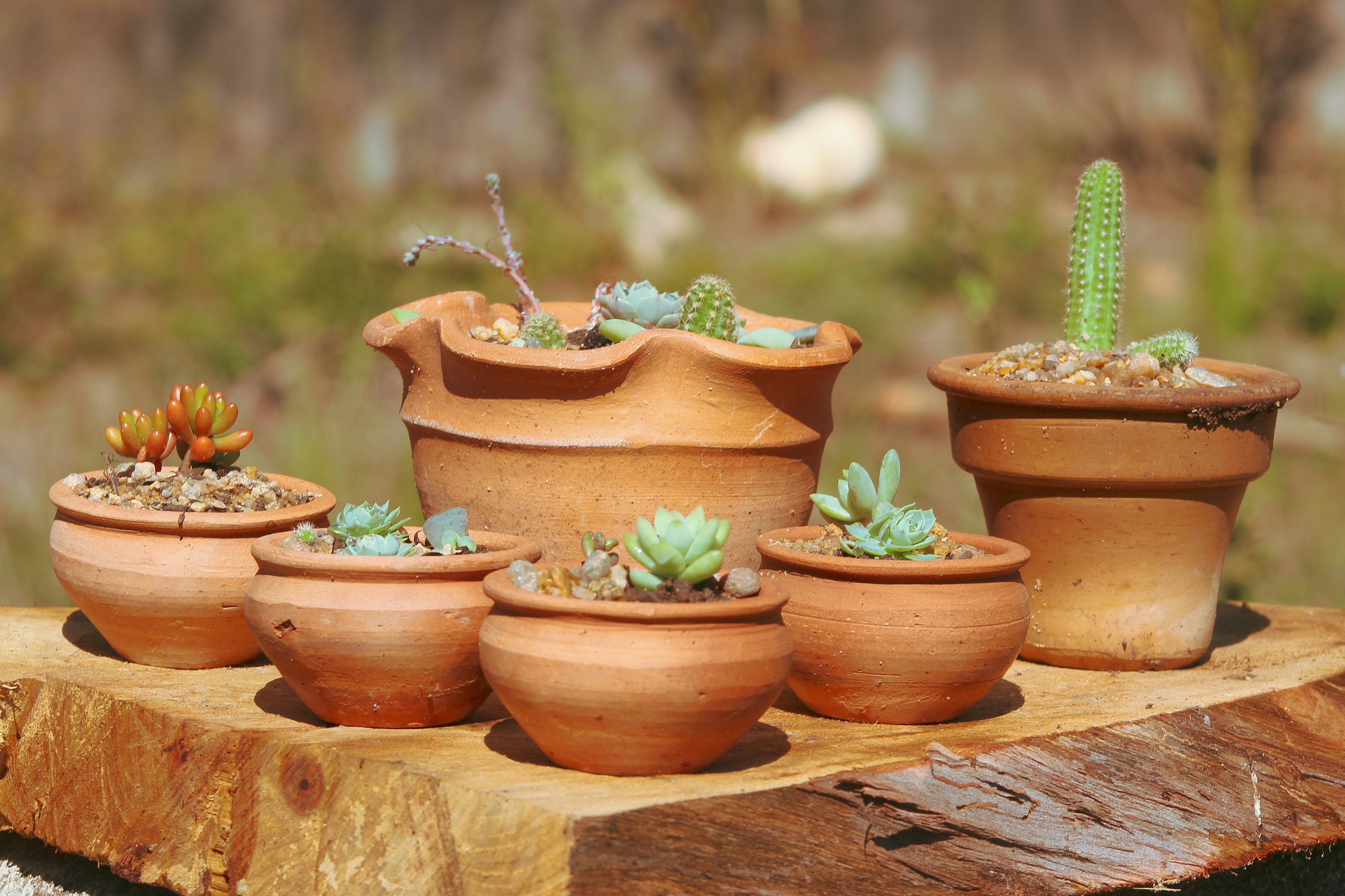 Planta de cactus verde en maceta de barro marrón foto – Imagen de ...