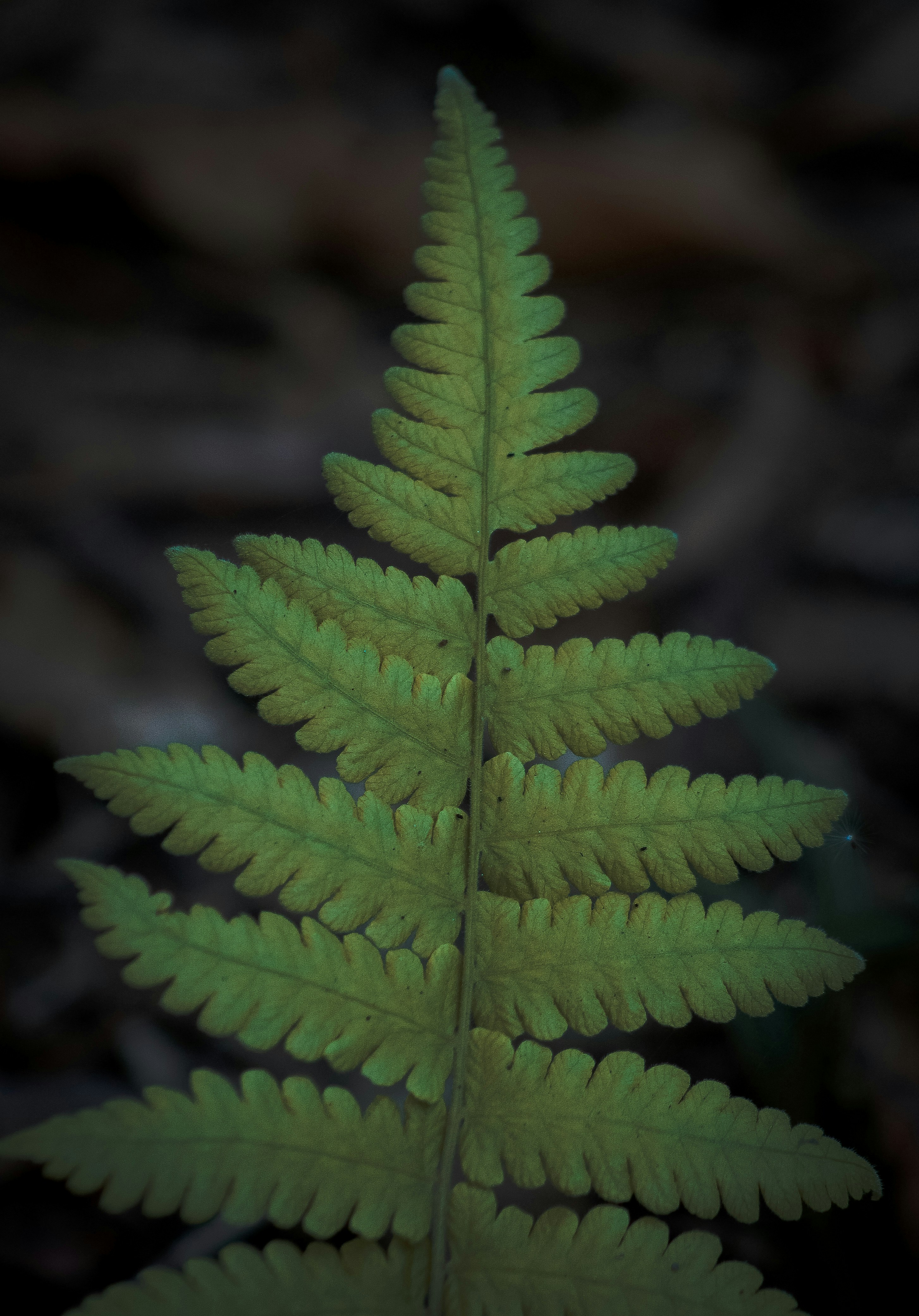 Fern Crown: A Single Frond in Focus