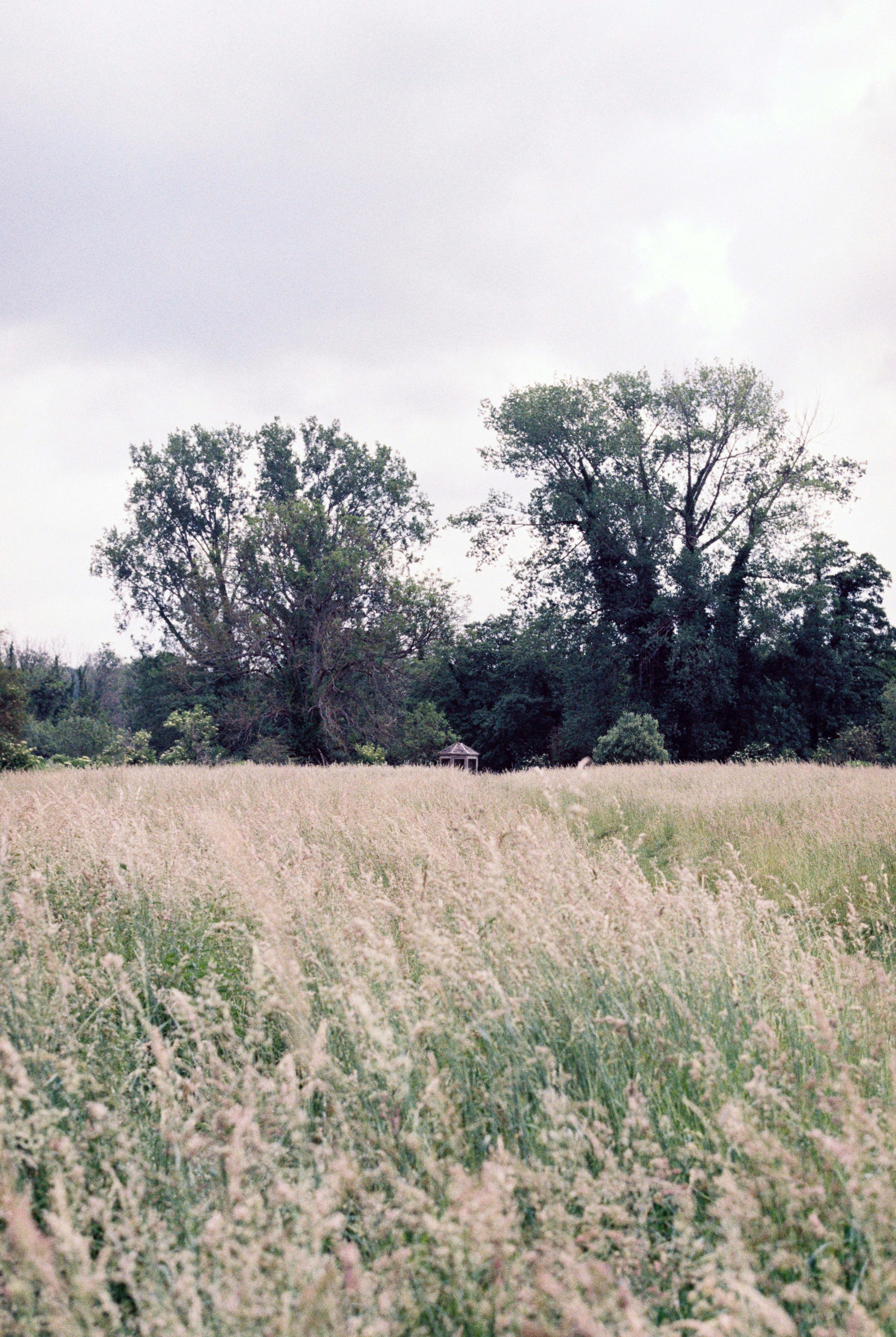 Lush grass sways gently in a tranquil meadow, framed by towering trees under a cloudy sky. A small structure peeks through the greenery.