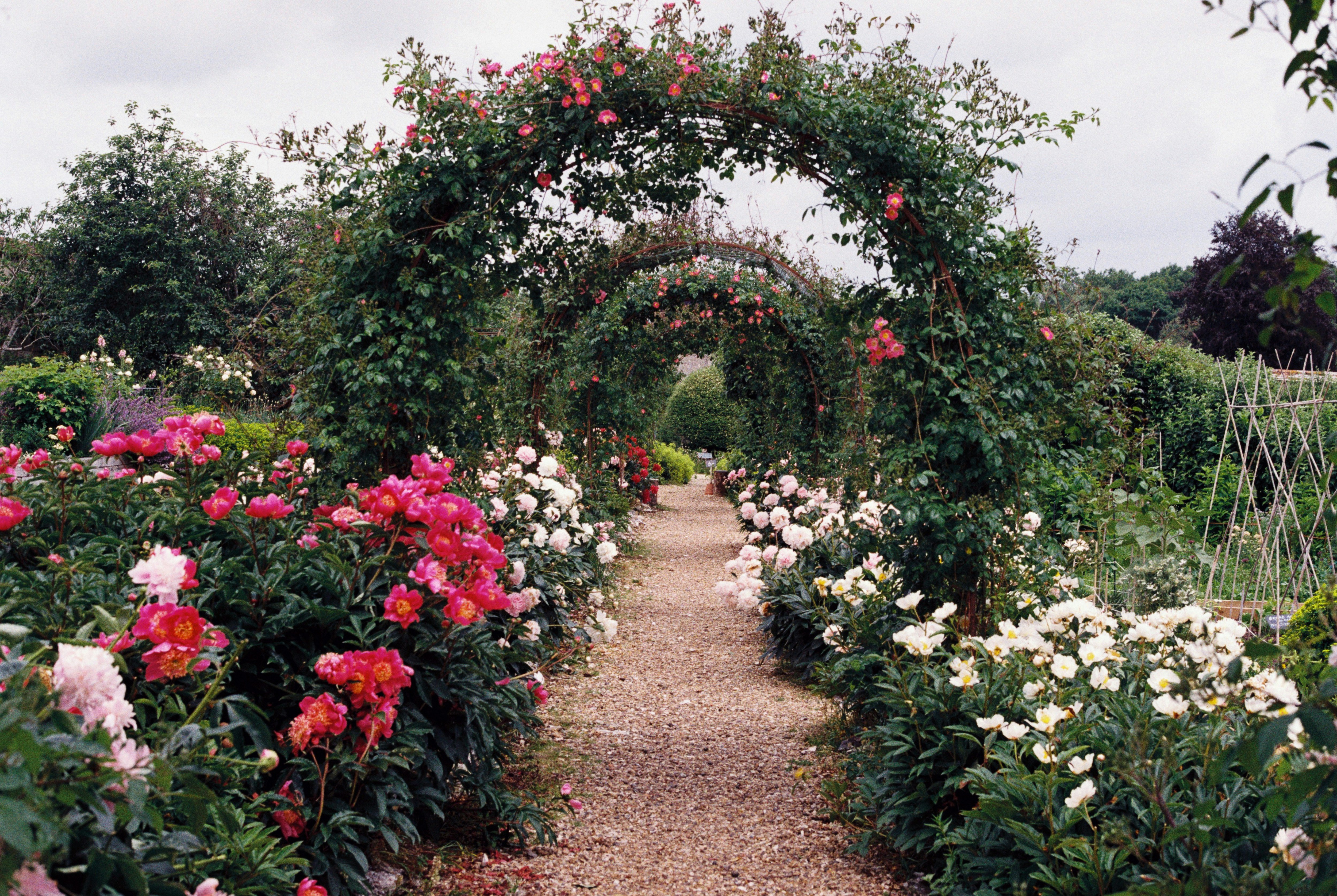 Flower Arch Pictures | Download Free Images on Unsplash