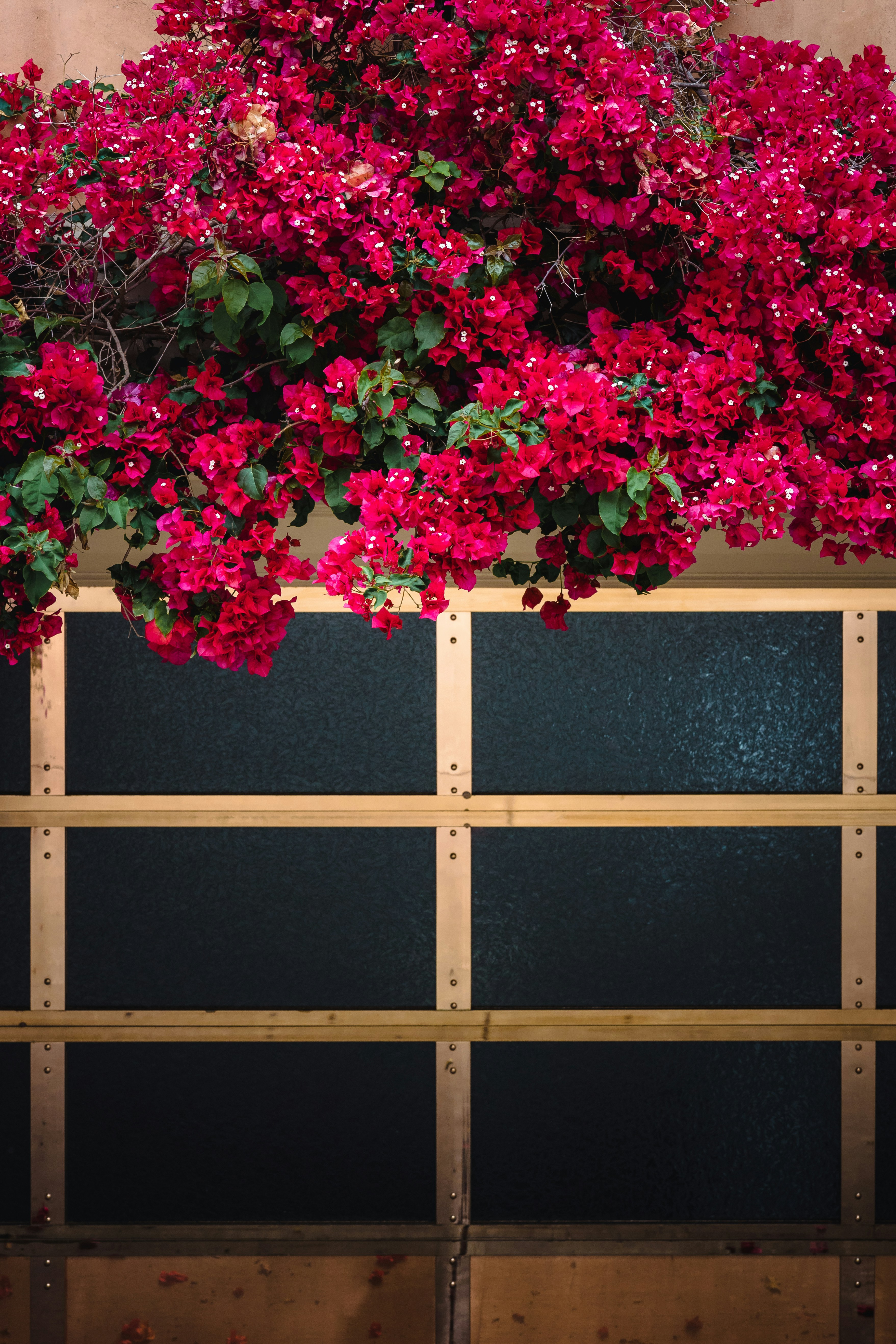 pink and green flower on brown wooden window