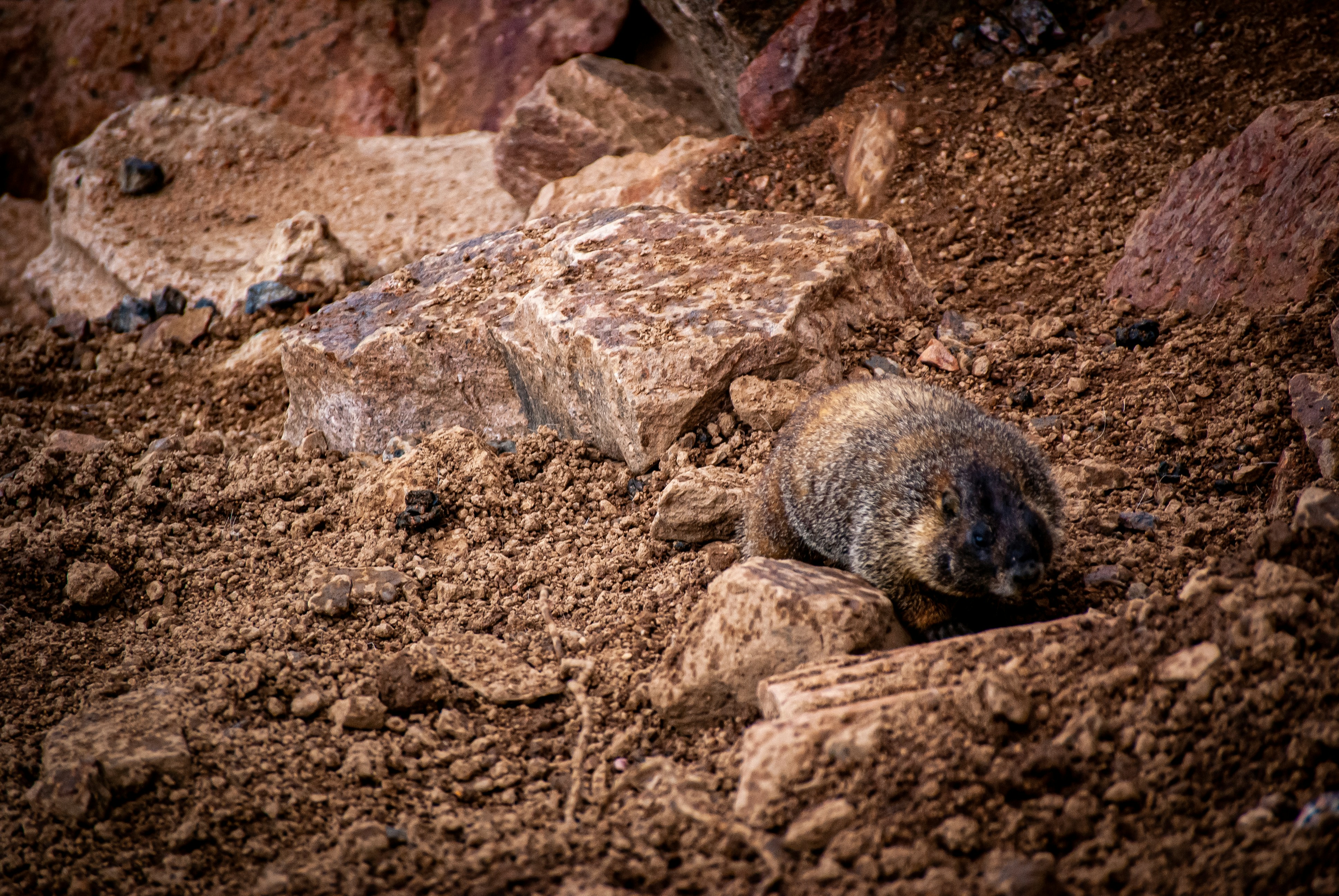 Ground-hugging marmot against rocky, earthy backdrop