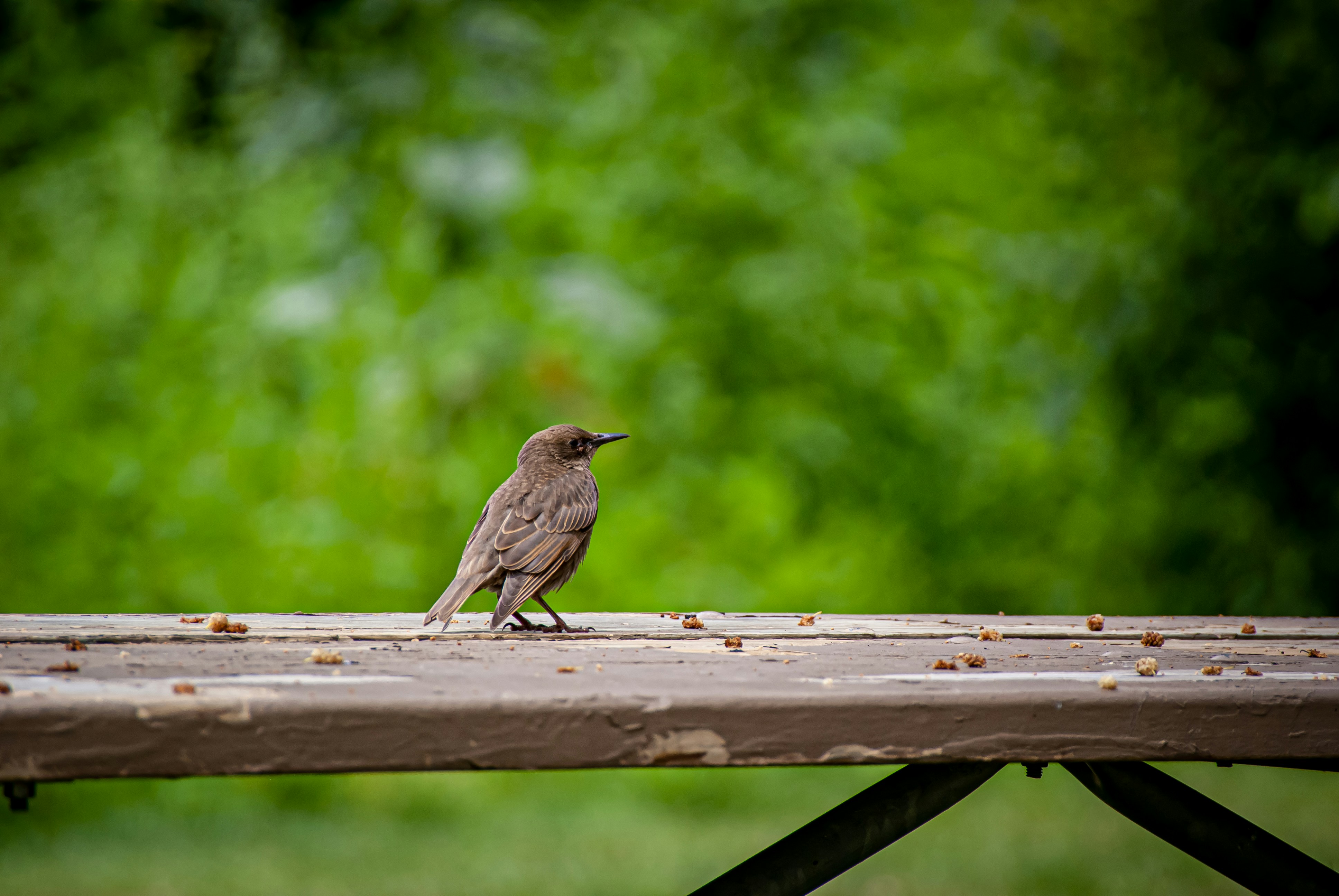 A small brown bird perches on a weathered railing in a park, with a lush green bokeh backdrop. This photograph highlights natural light and simple composition.