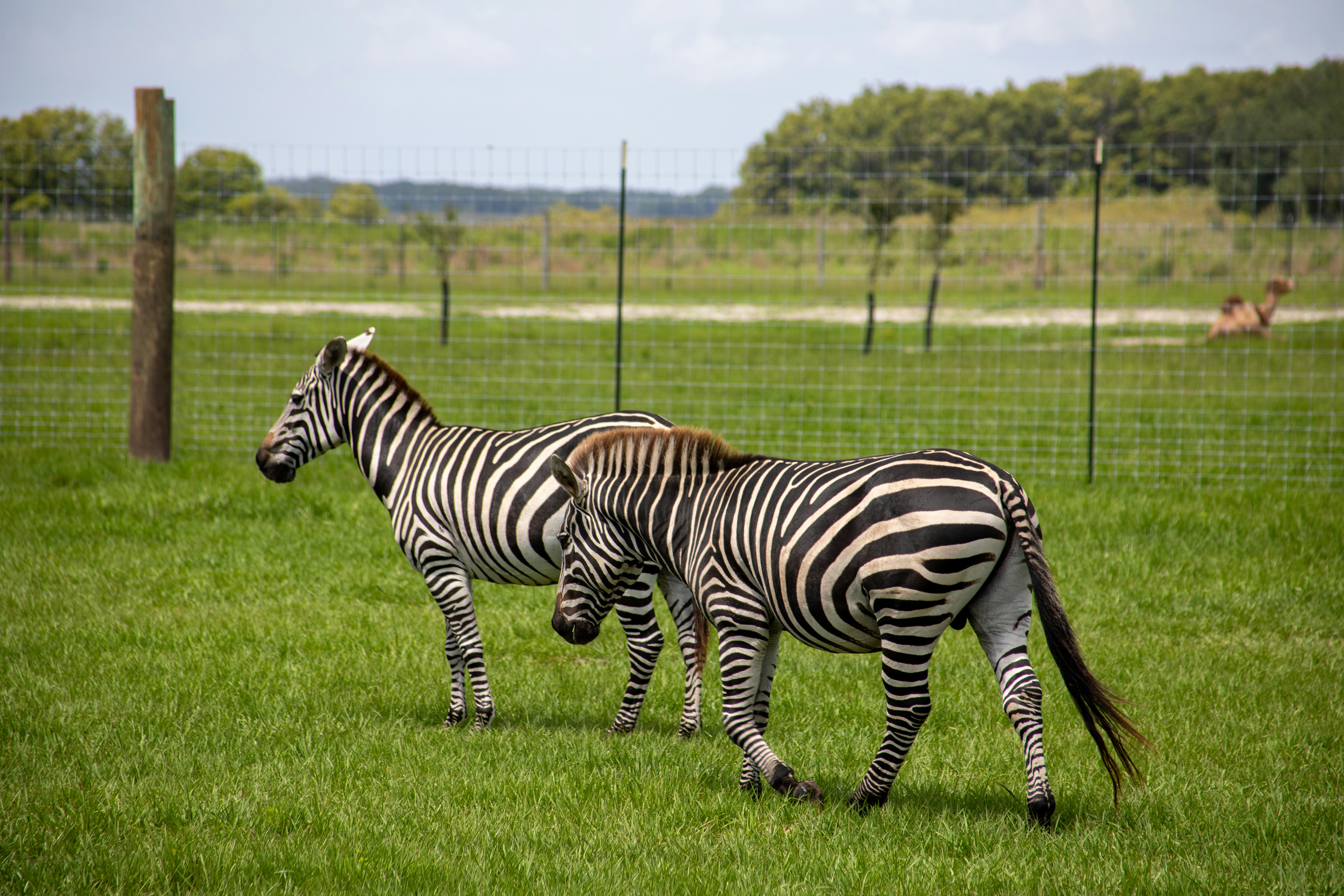 Pasture Parade: Zebra Pair Along a Quiet Fence