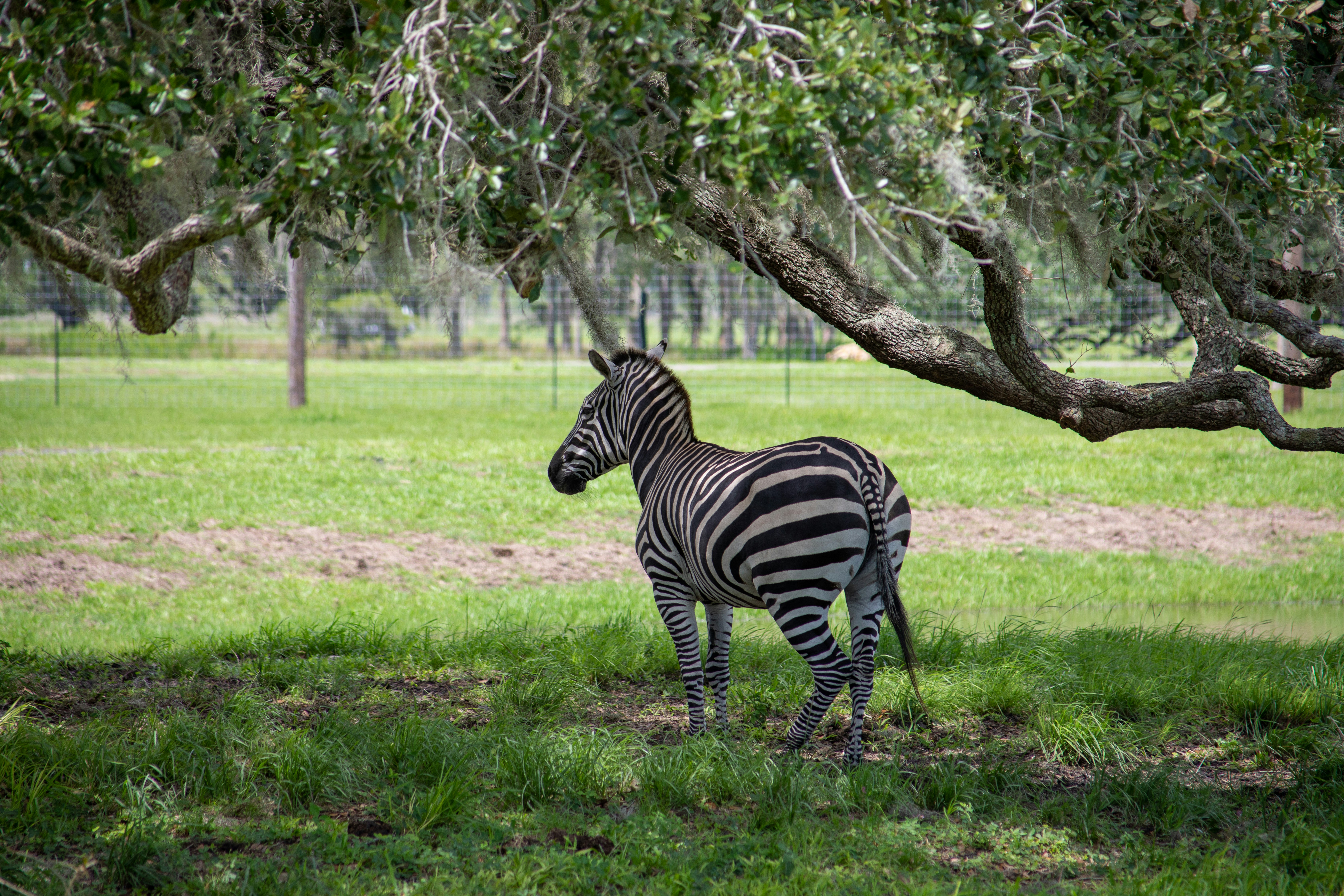 zebra eating grass on green grass field during daytime