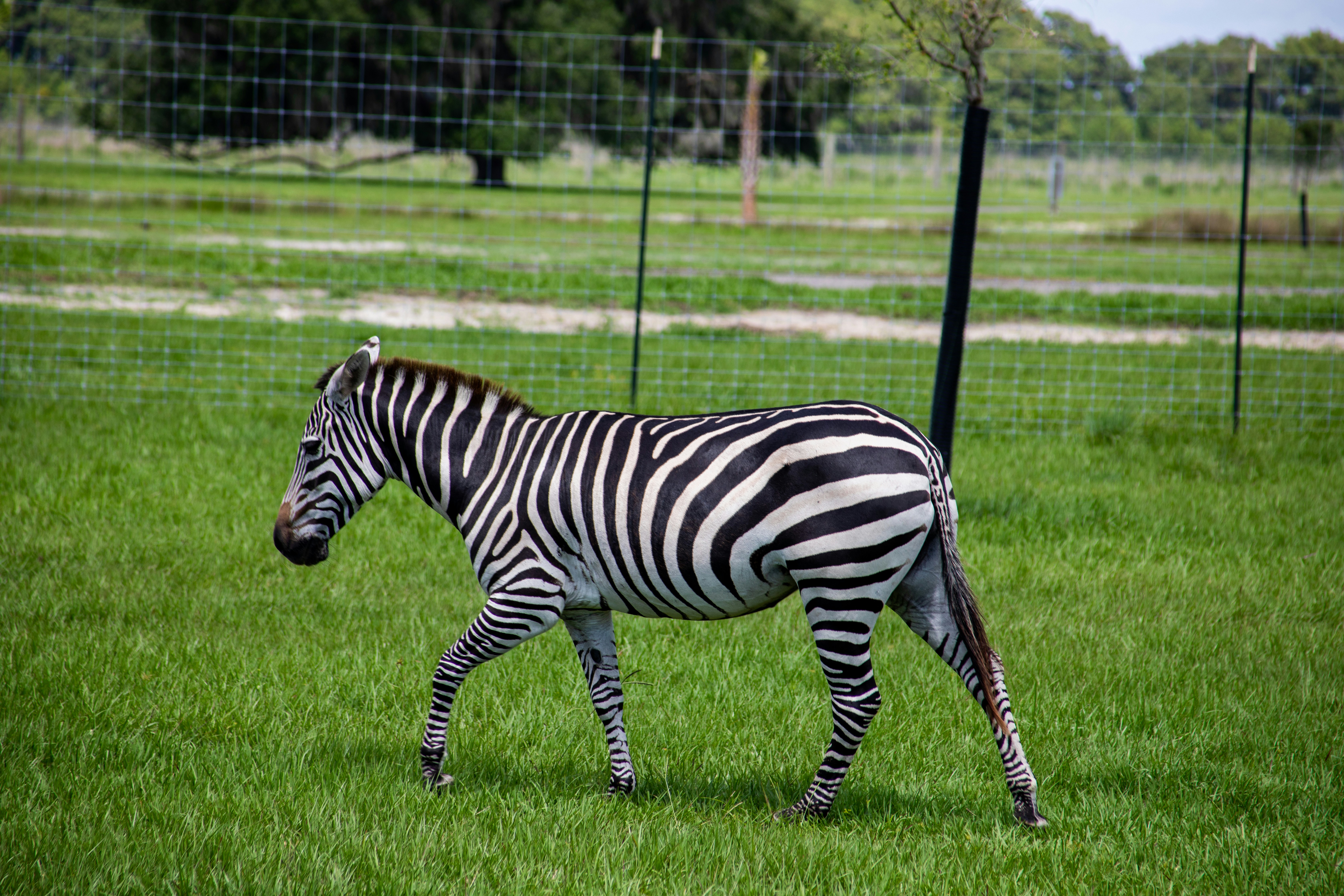 Stripe-touched Meadow: Zebra Traverses a Sunlit Field