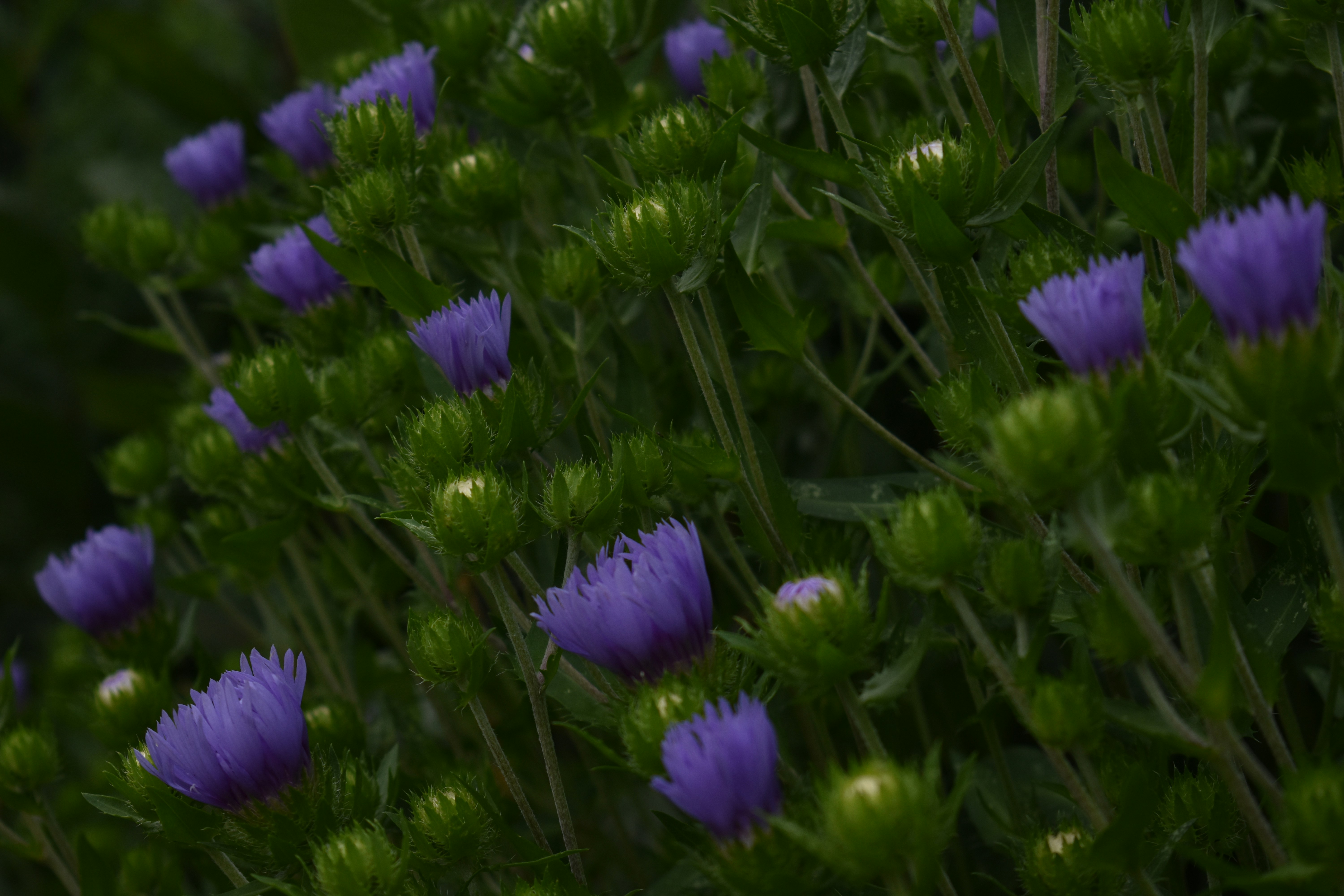 Midnight Velvet Buds Among Tangled Green Stems