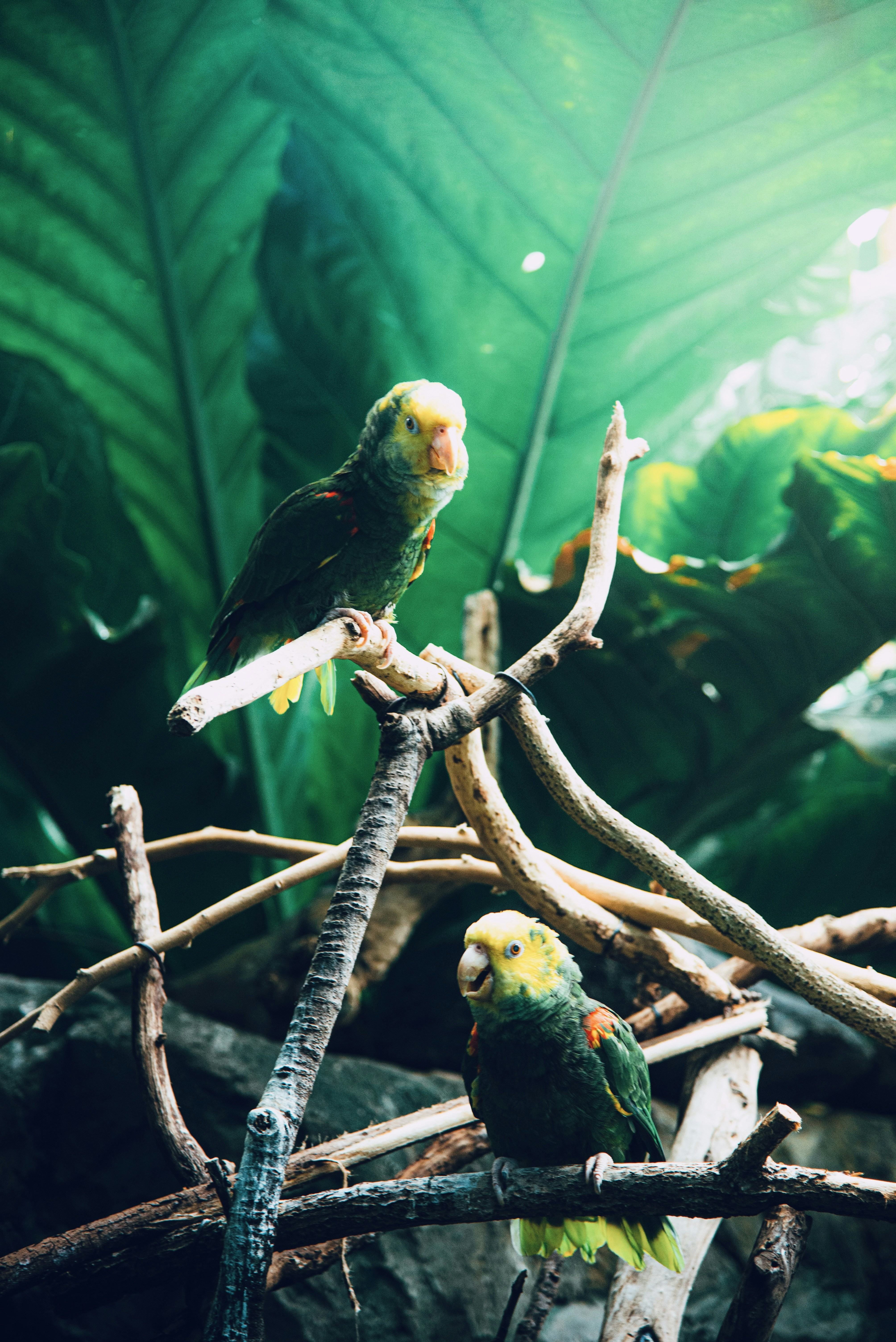 Twin Lorikeets on Weathered Branches Beneath an Emerald Canopy