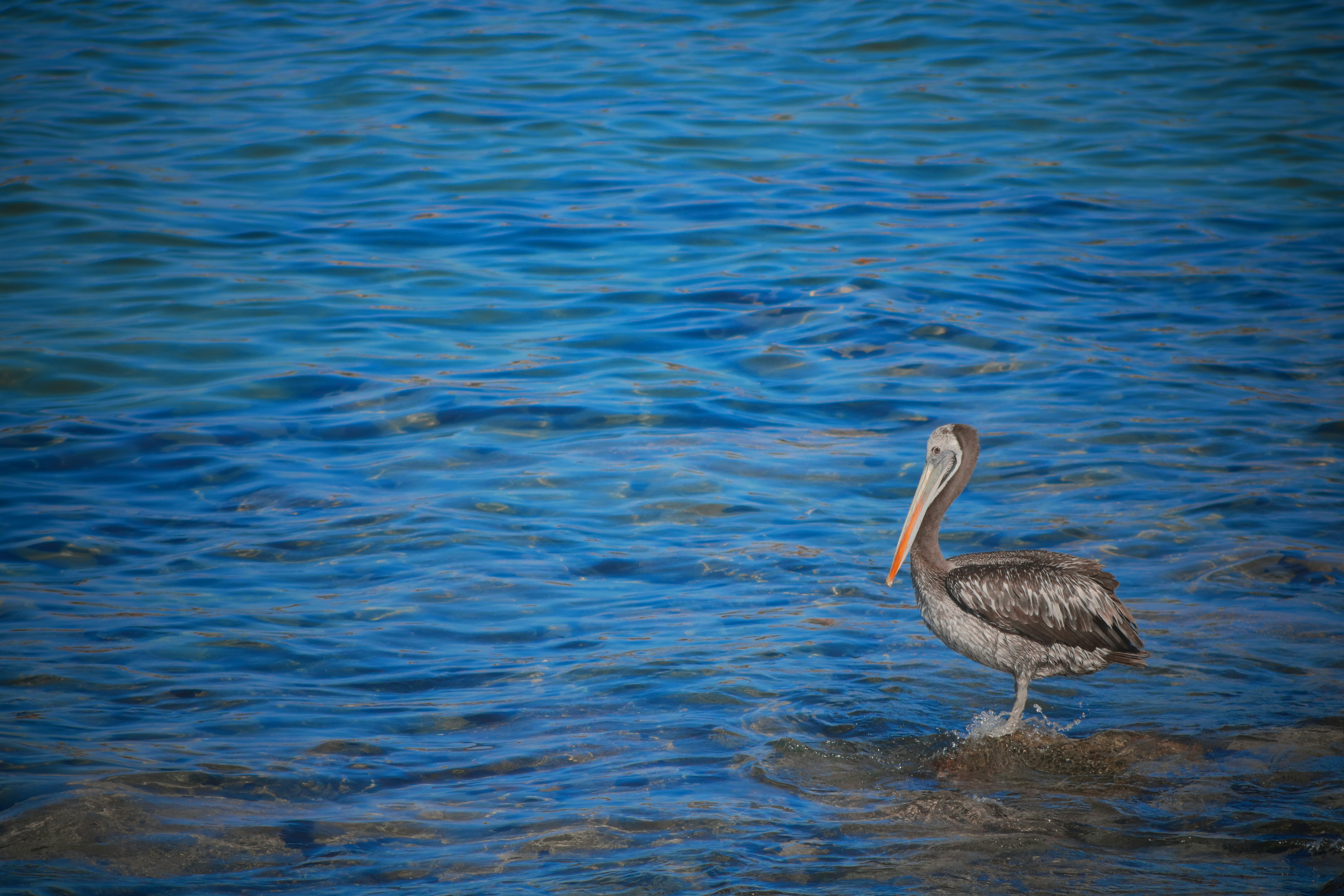 Pelican standing in shallow, clear blue water.