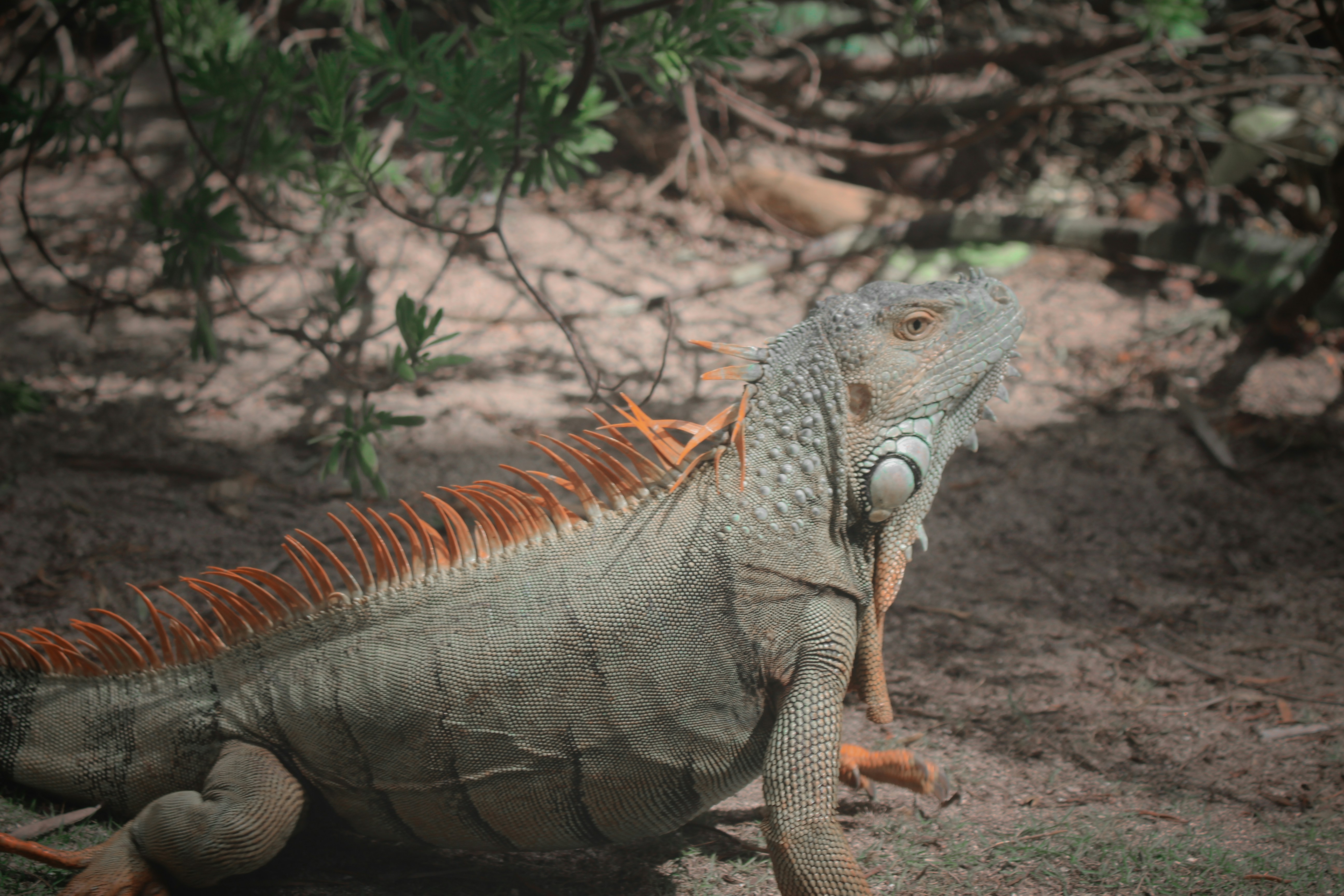 Armored Sentinel: A Laguna iguana on a sunlit Sand Stage