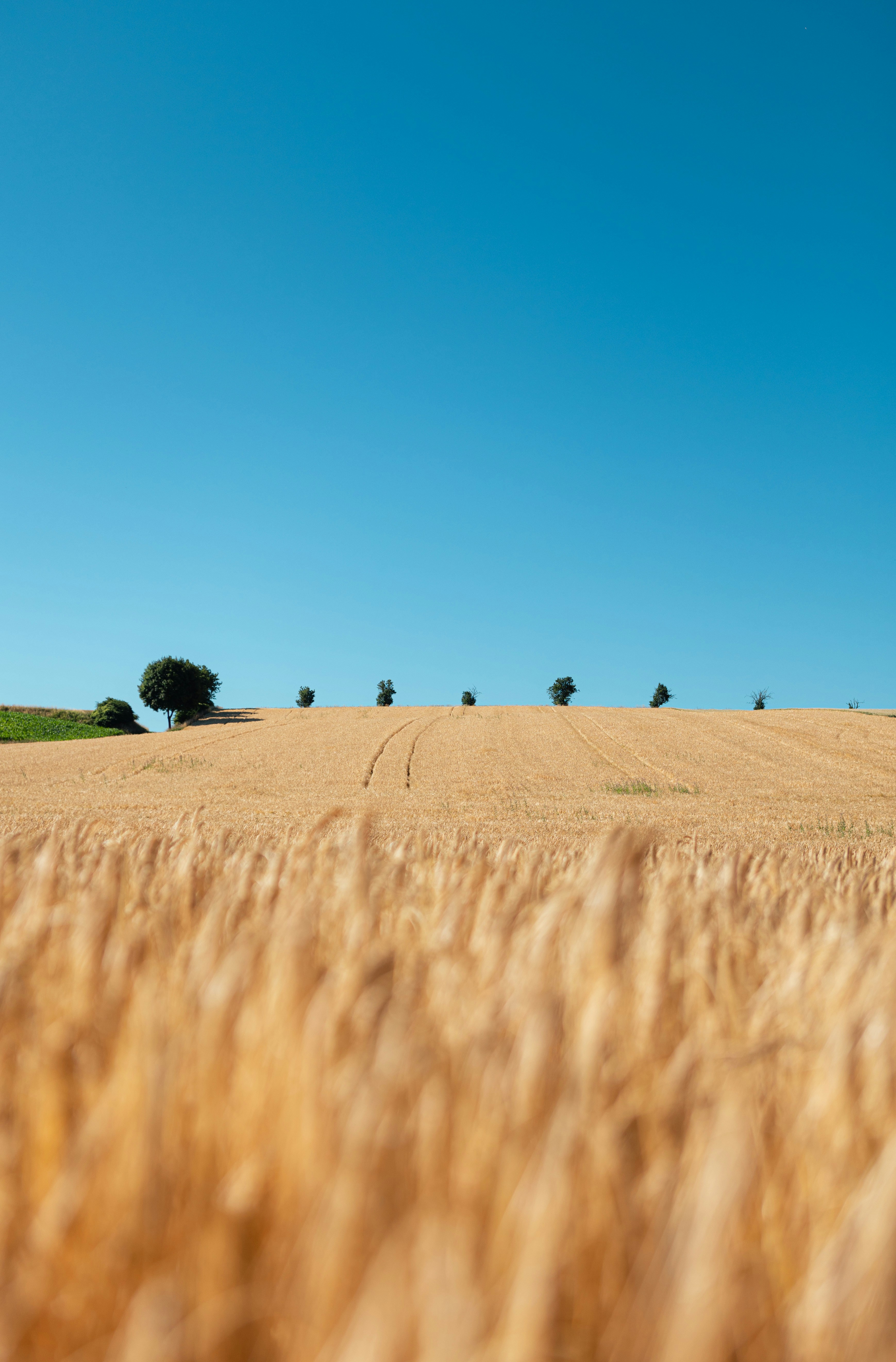 brown grass field under blue sky during daytime