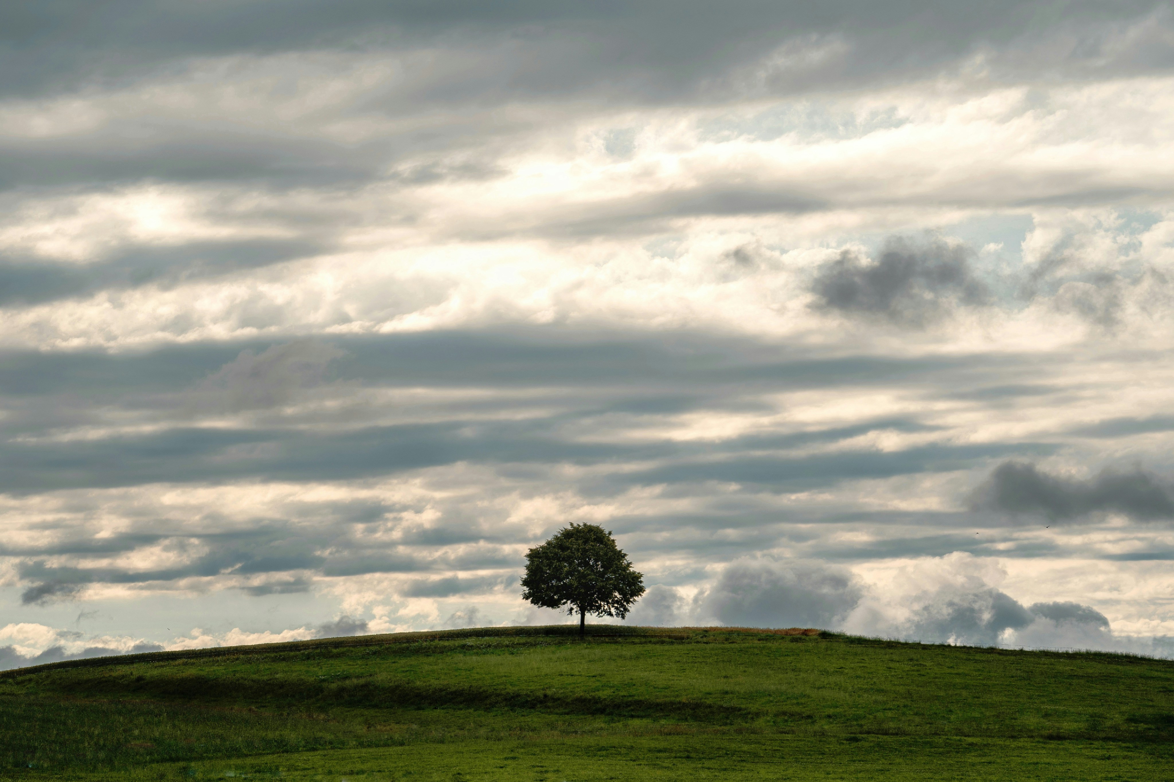 Green tree on green grass field under white clouds during daytime photo ...