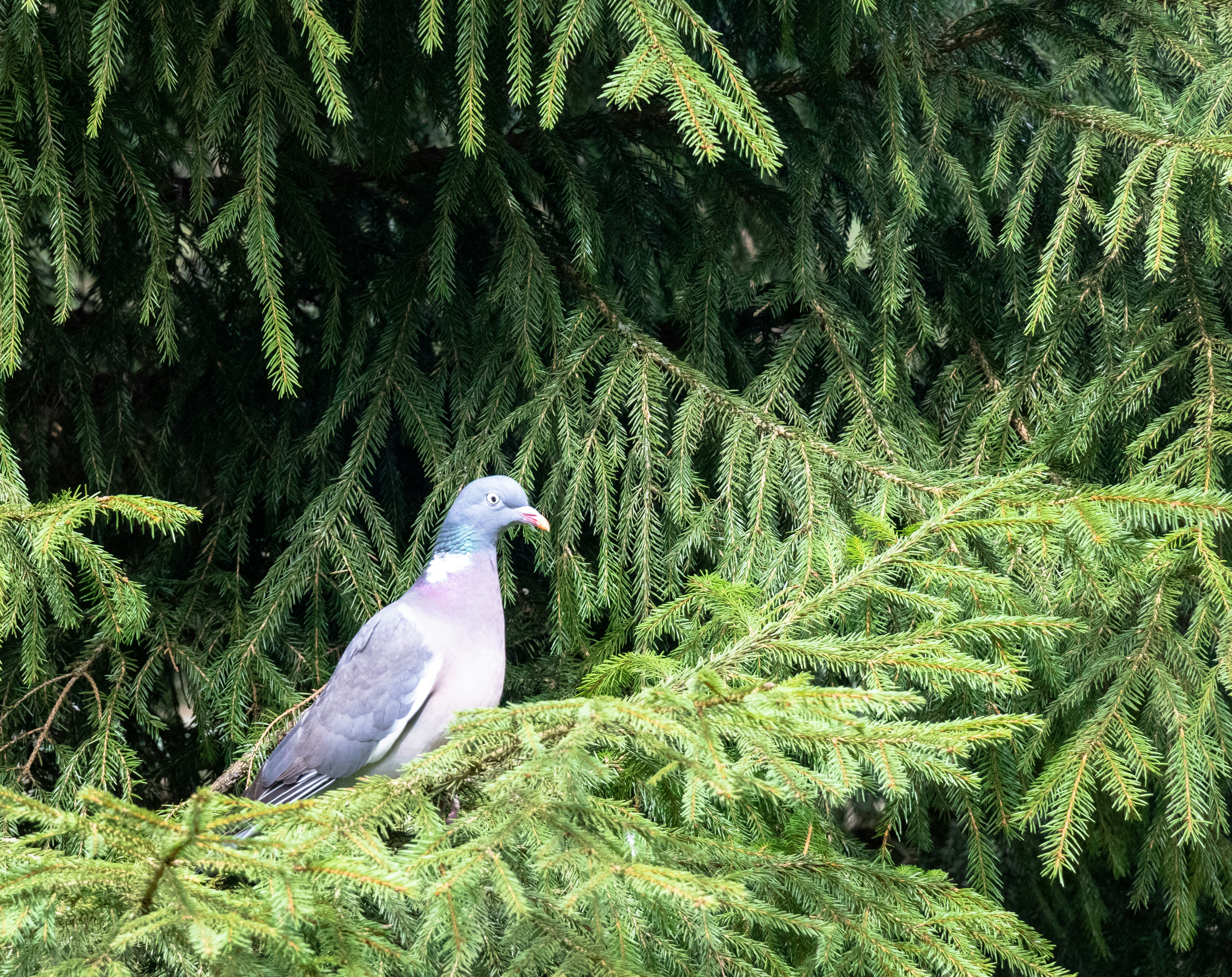 Verdant Canopy, Quiet Pigeon: A Mossy Pine Moment