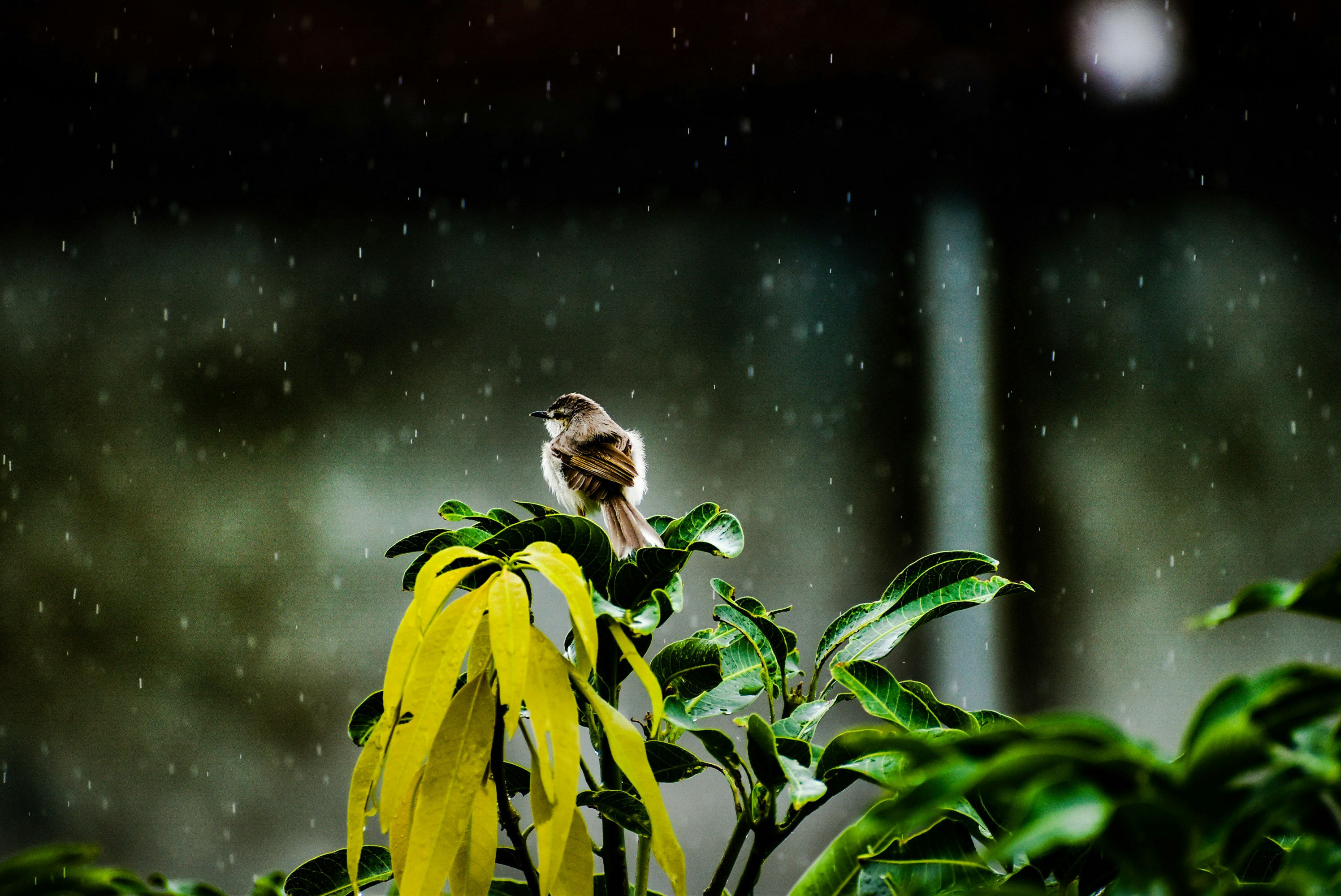Sparrow's Rainy Perch Amid Yellowing Leaves