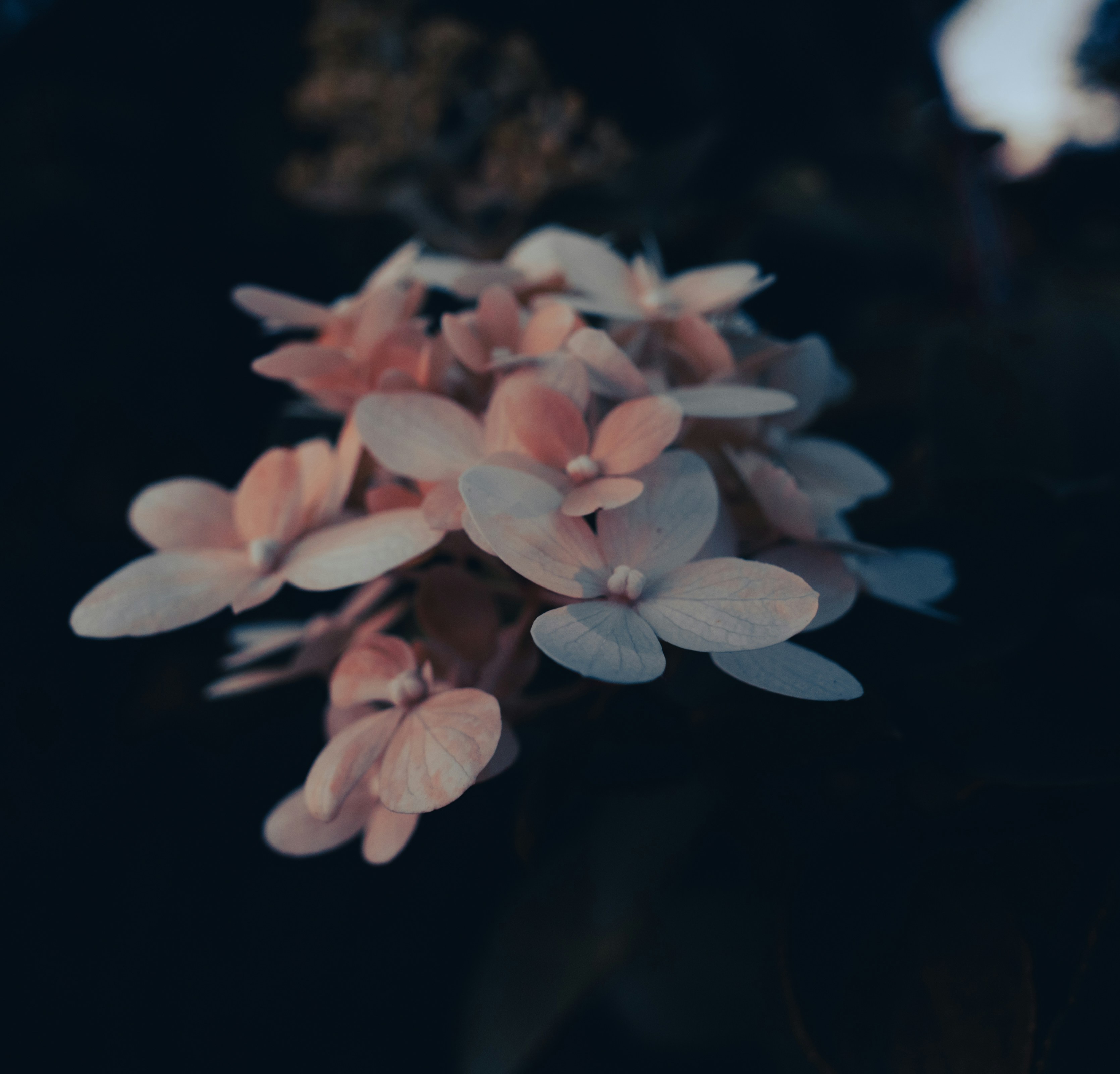 Delicate clusters of pale pink flowers illuminated against a dark backdrop, showcasing their intricate shapes and textures.