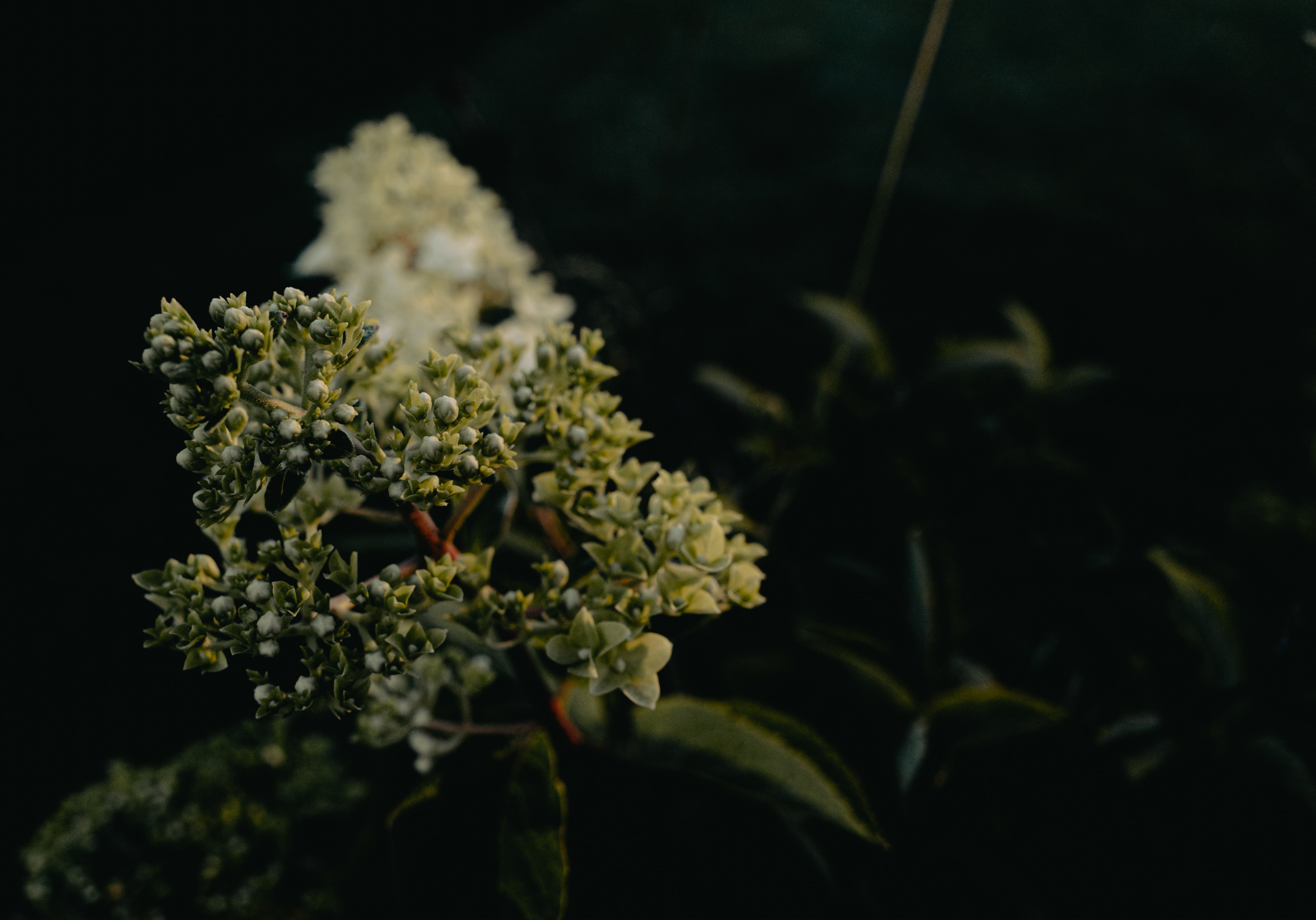 Delicate hydrangea blooms illuminated softly against a dark backdrop, showcasing intricate textures and hues.